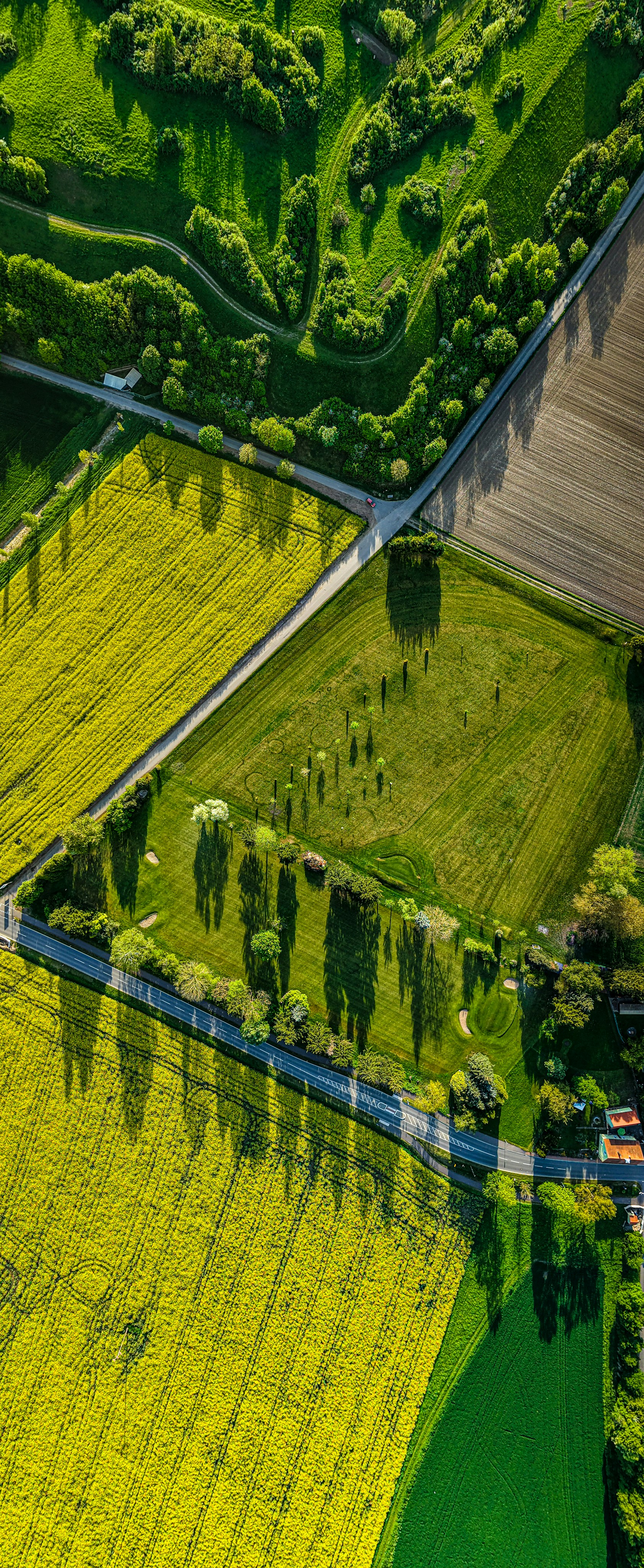 Verdant Crossroads: Aerial View Over Lime Fields and Tree-lined Trails