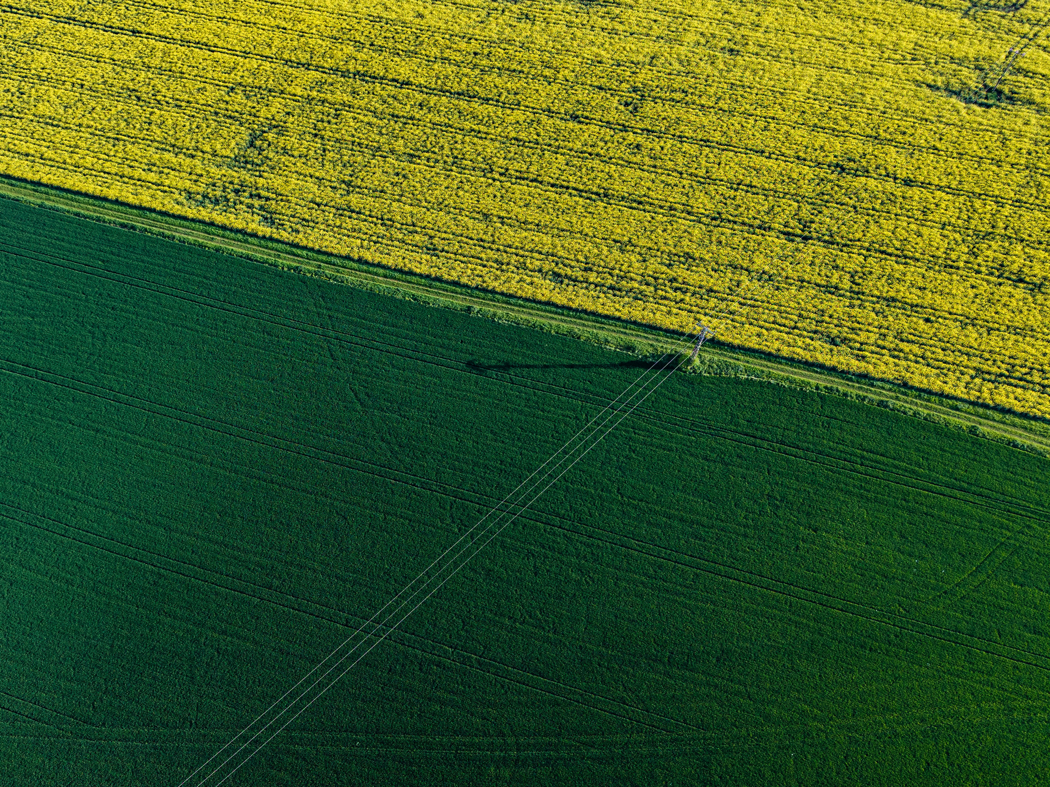Streaks Across Yellow Fields: A Drone’s Eye Above the Harvest