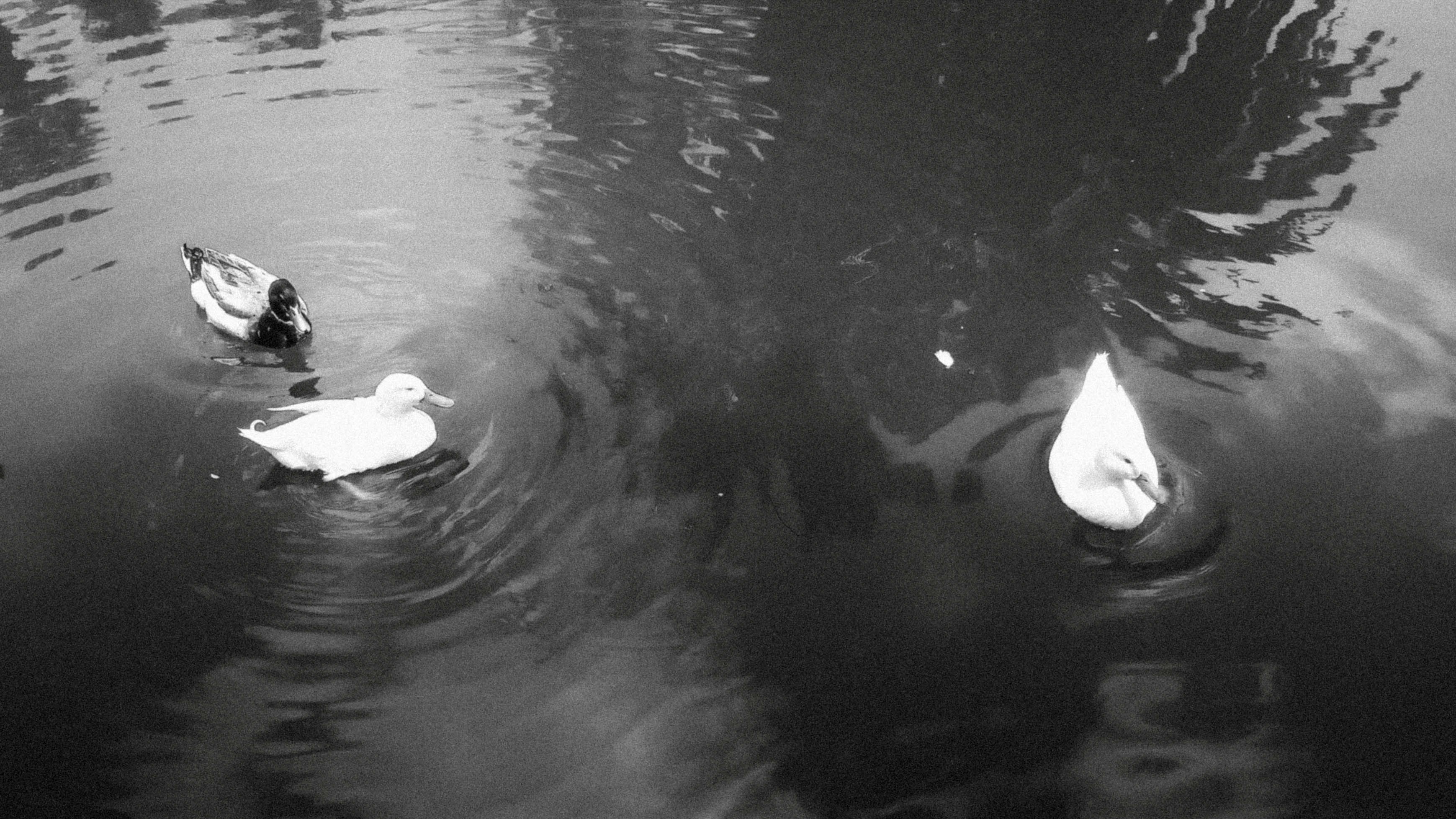 Three Distant Quarters: A Quiet Assembly on the Water