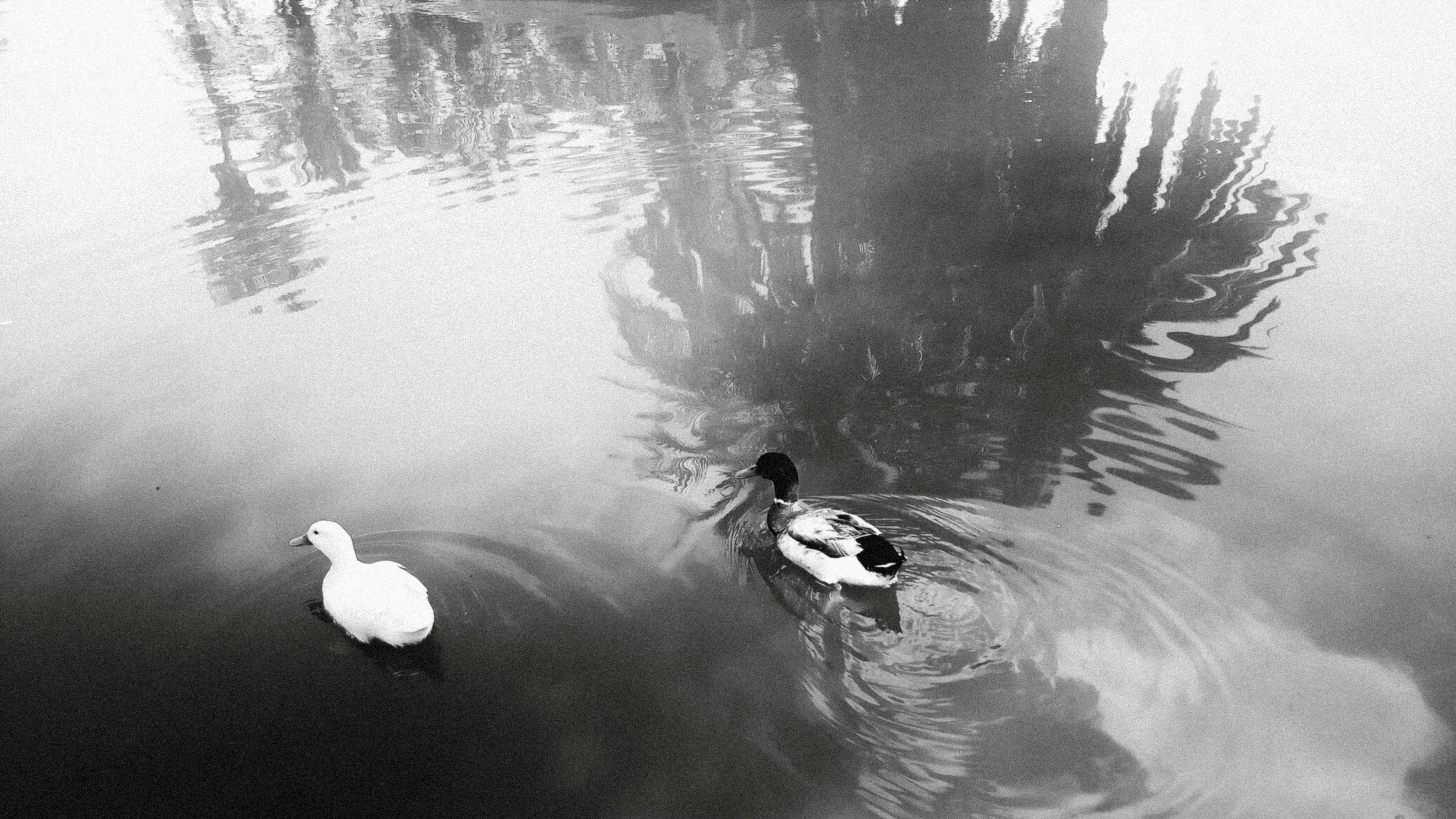 Two waterfowl glide in a calm, reflective canal with subtle ripples around them. The scene emphasizes contrast between a white duck and a darker mallard against mirrored foliage on the water surface.