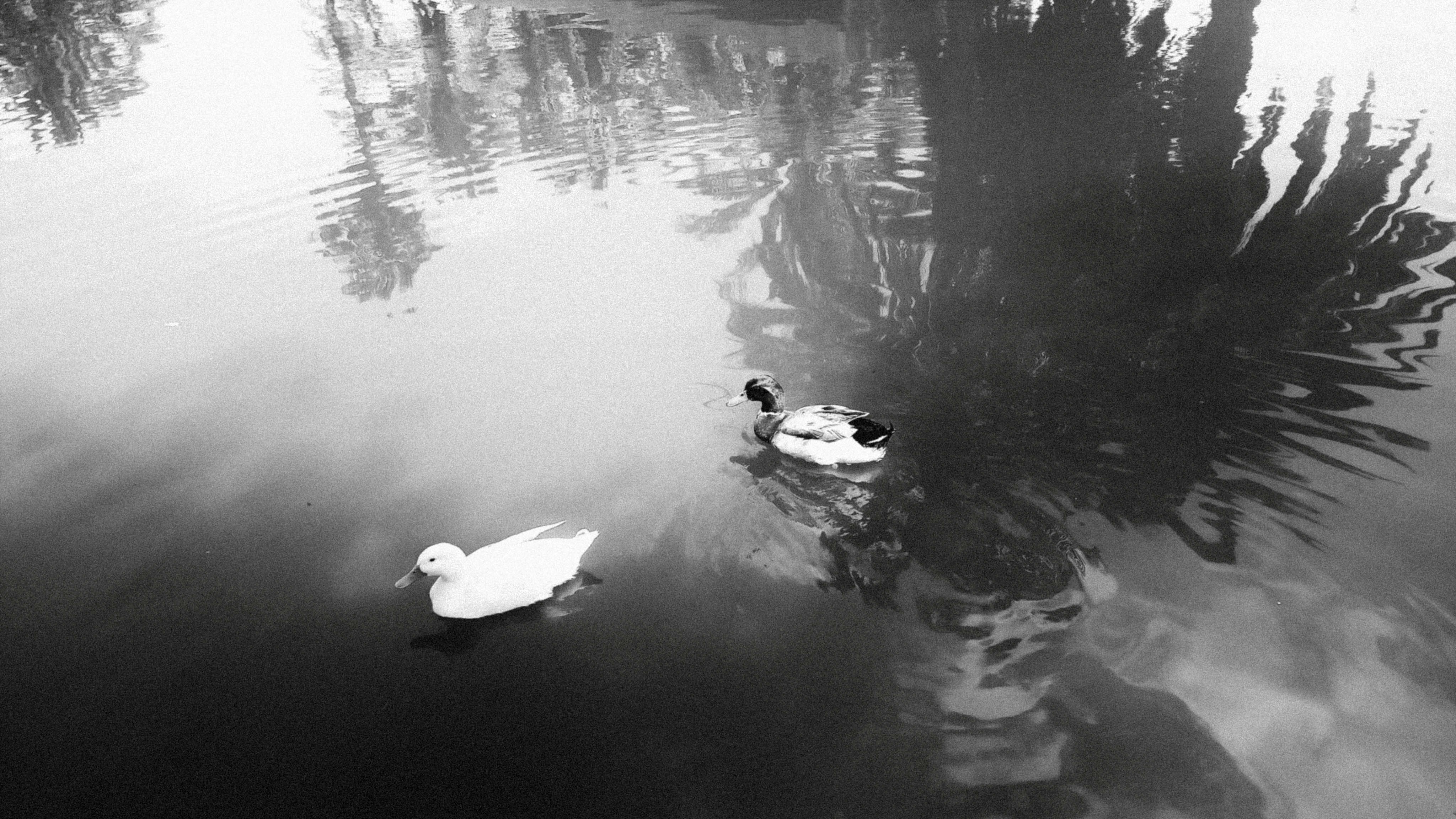 Ducks at the Quiet Bend