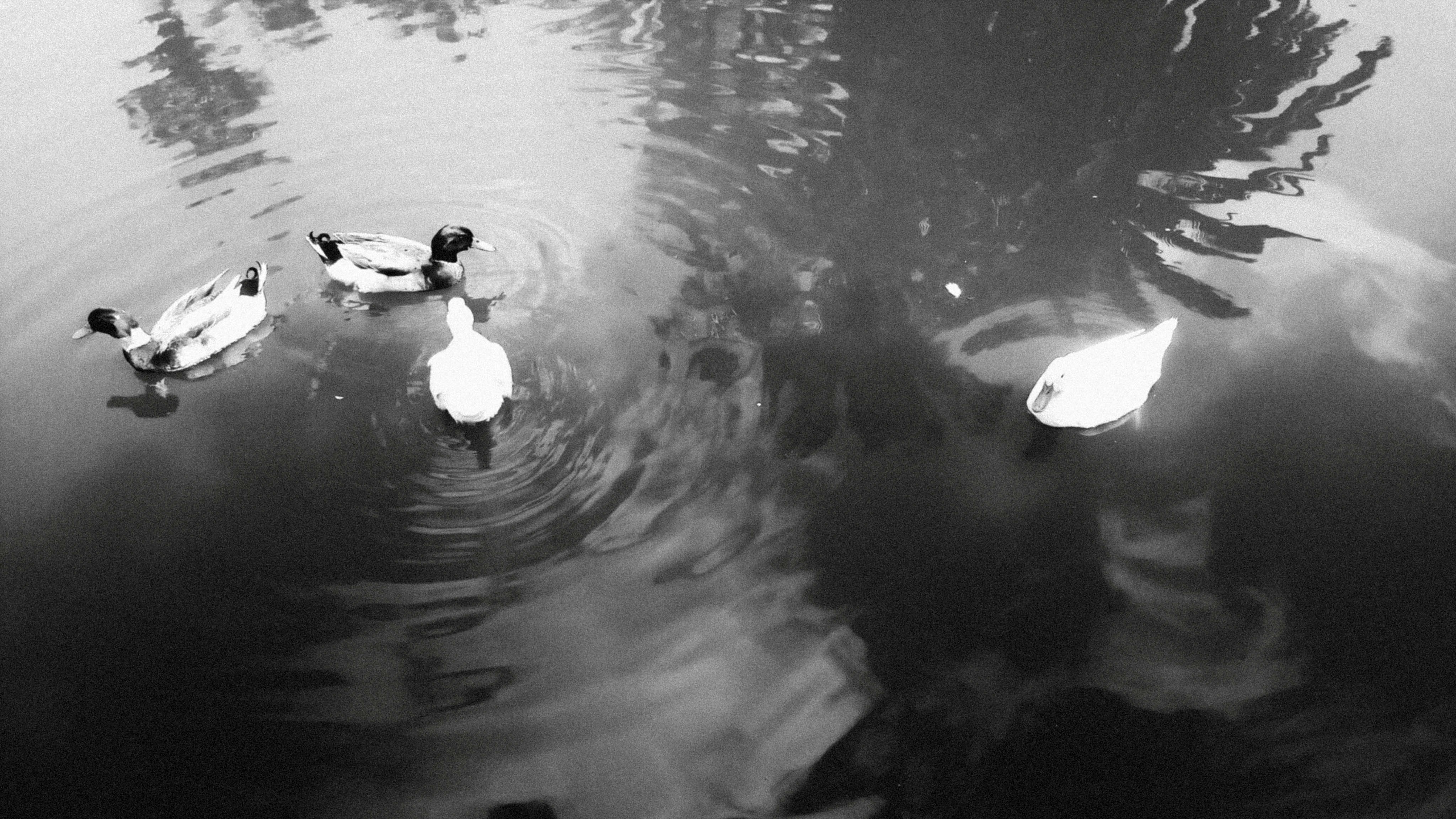 Ripples of Quiet Conversation: Ducks on a Moonlit Pond