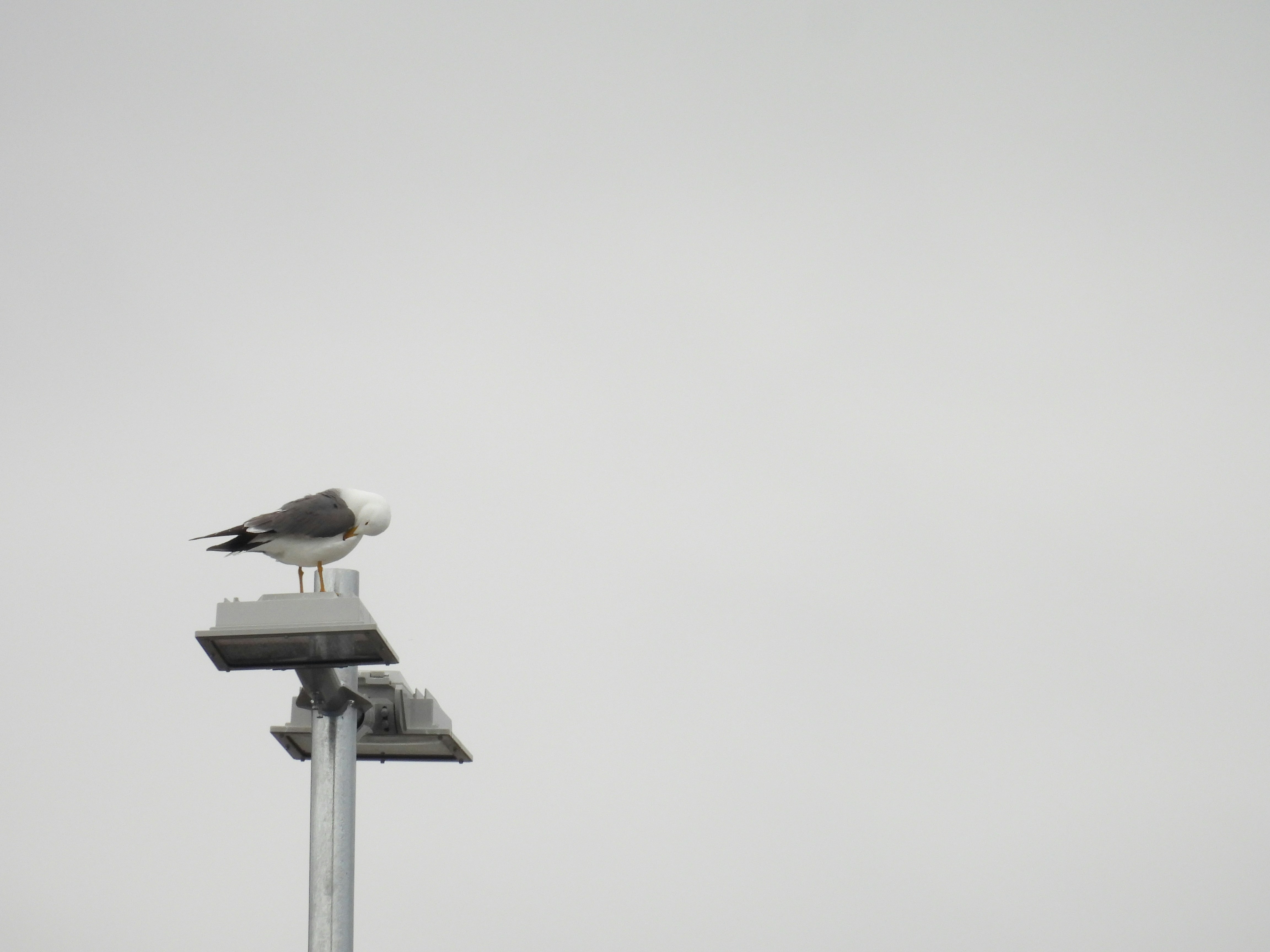 Seagull Sentinel on a Metal Beacon