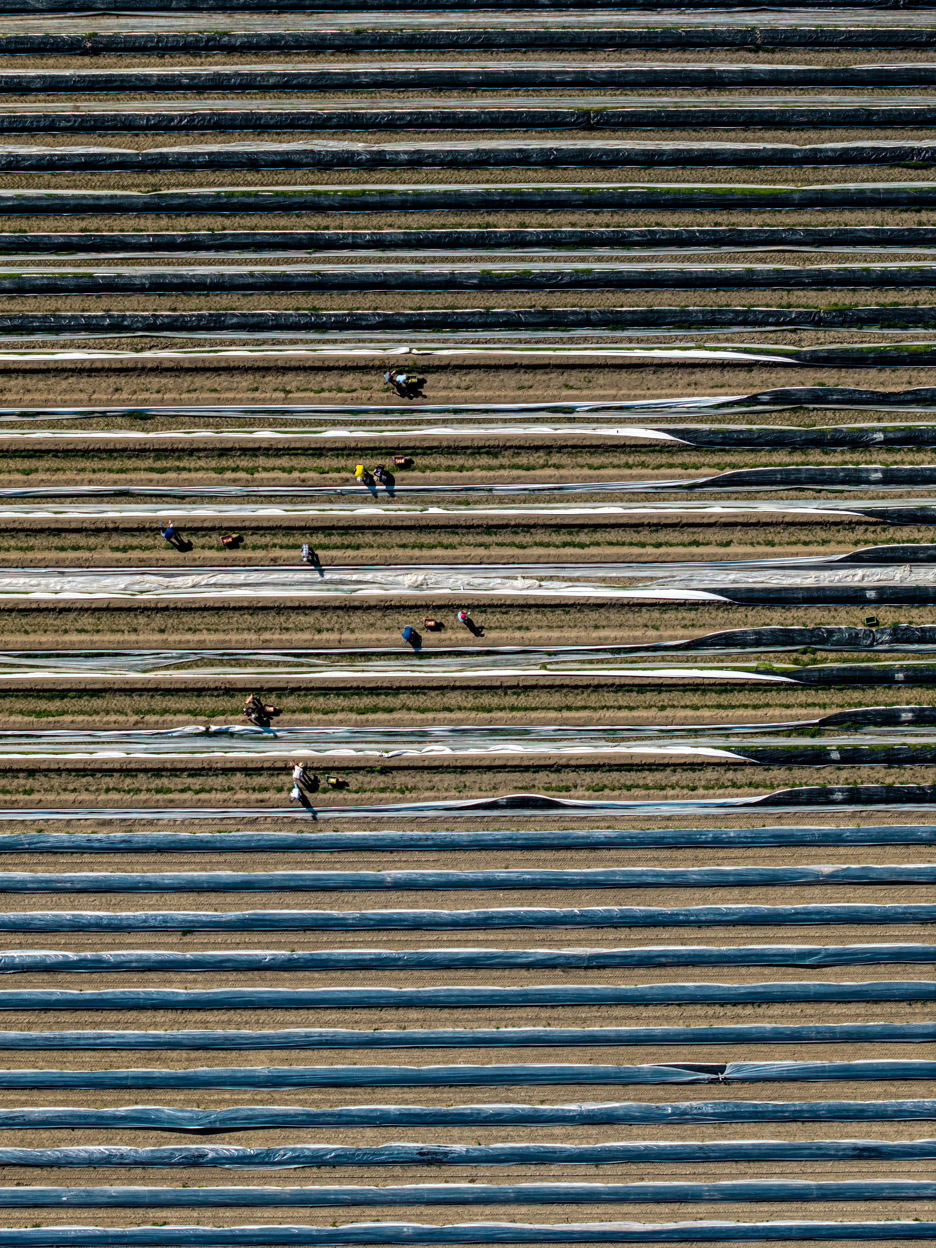 Aerial Stripes: Tranquil Rows of Harvested Lines