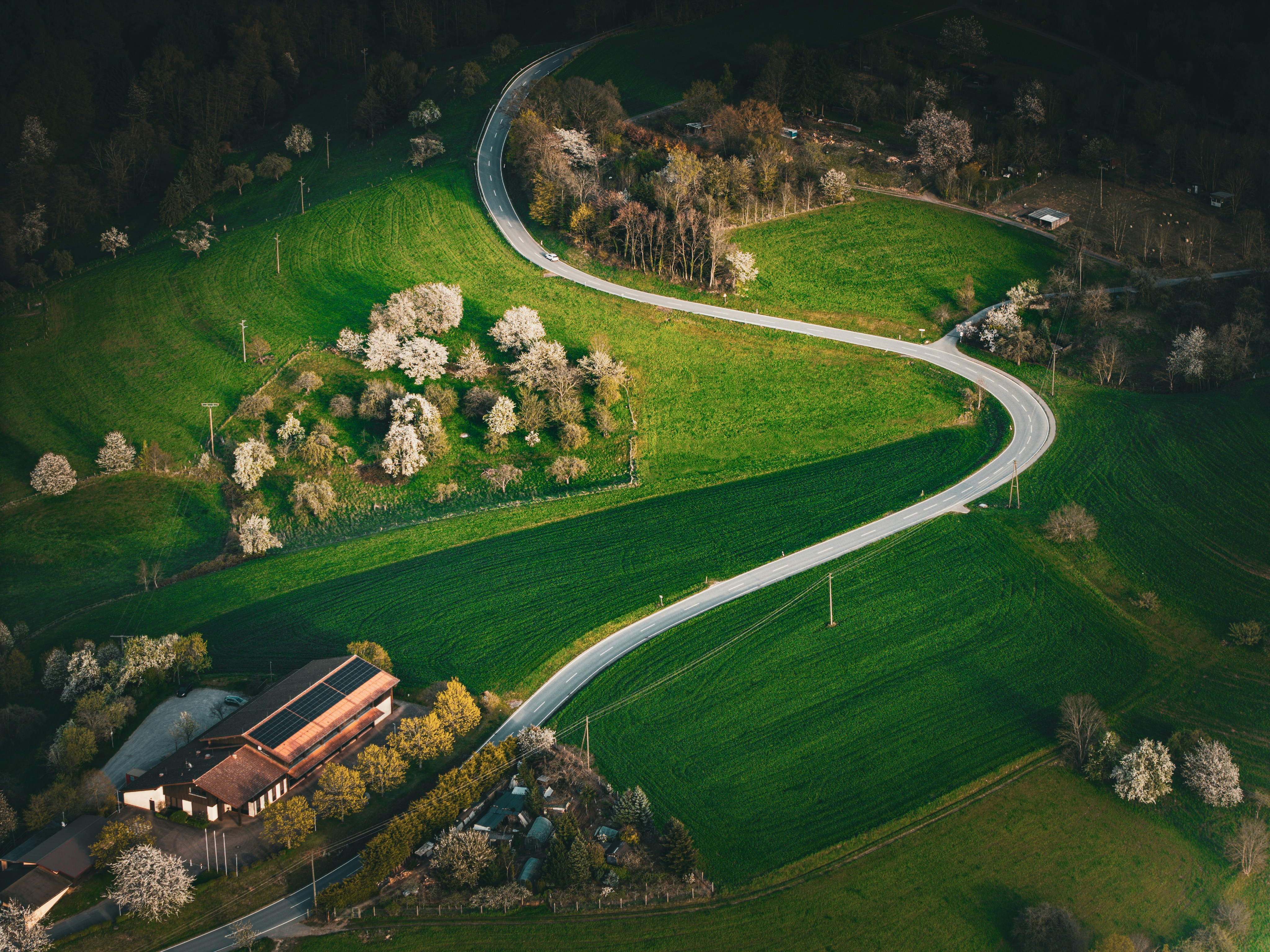 Curved Farm Road Lanterned by Blossoming Trees