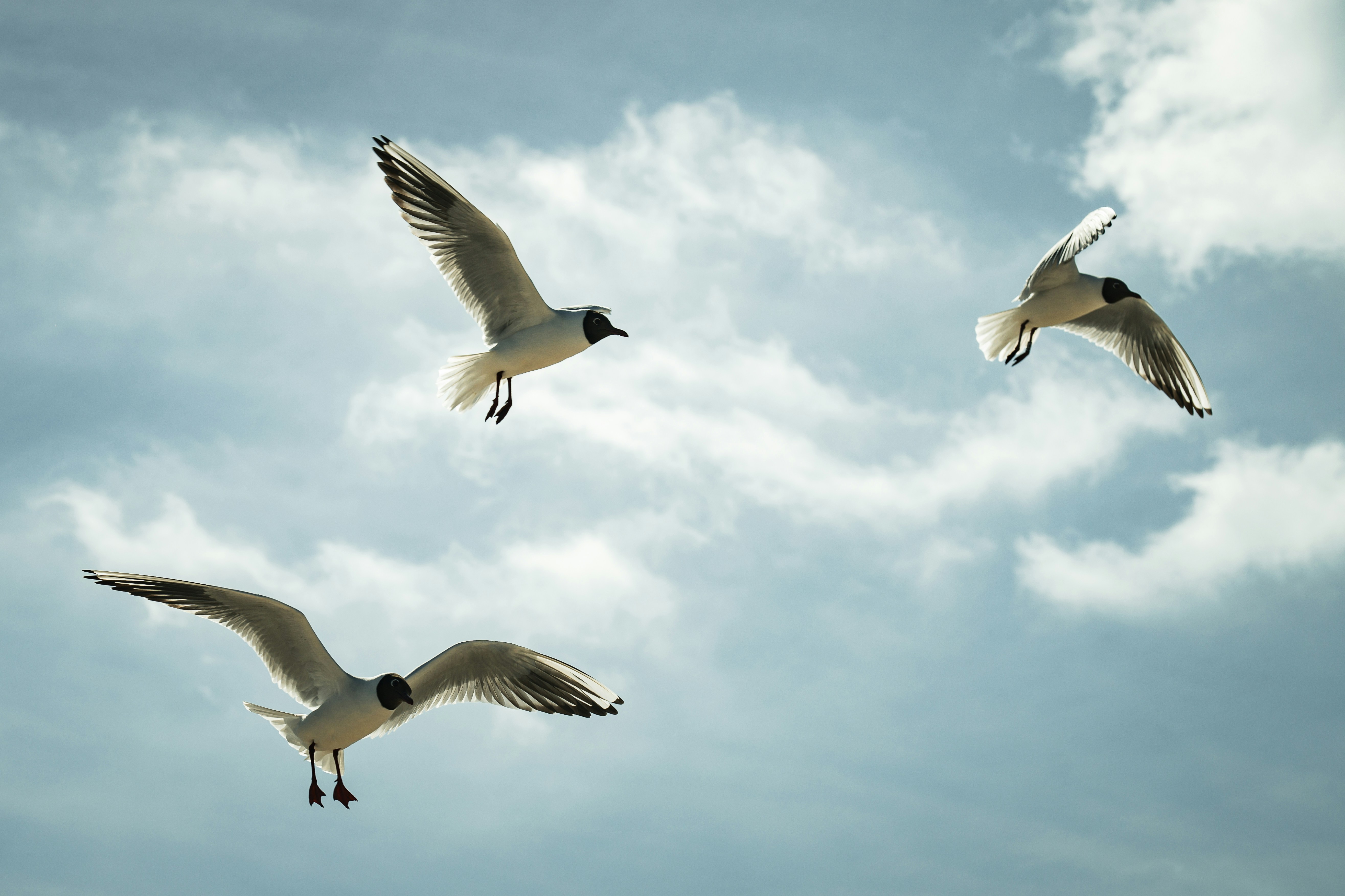 Three Seabirds in a Clear Sky