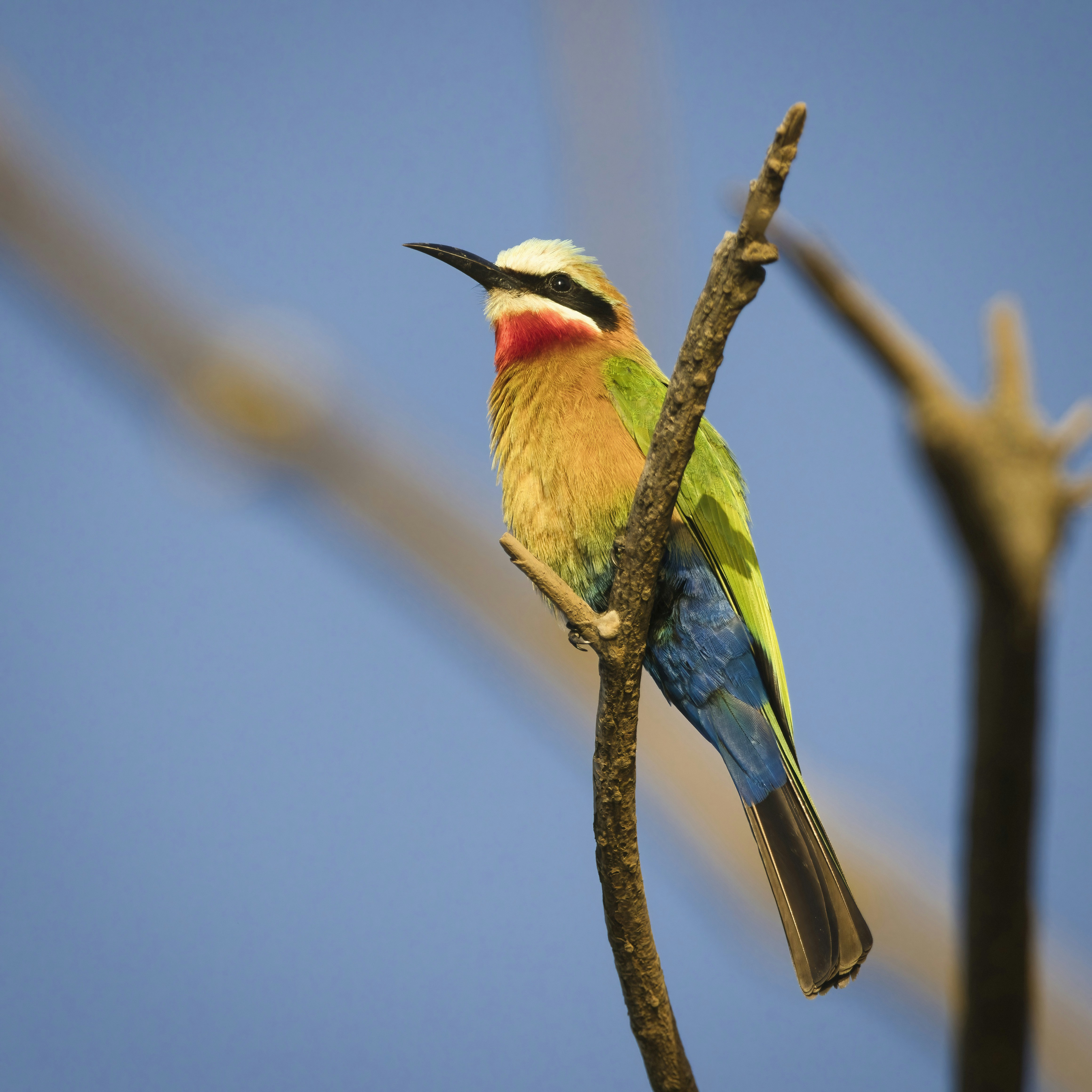 Perched Jewel-Feather: A Colorful Kingfisher in Sharp Focus