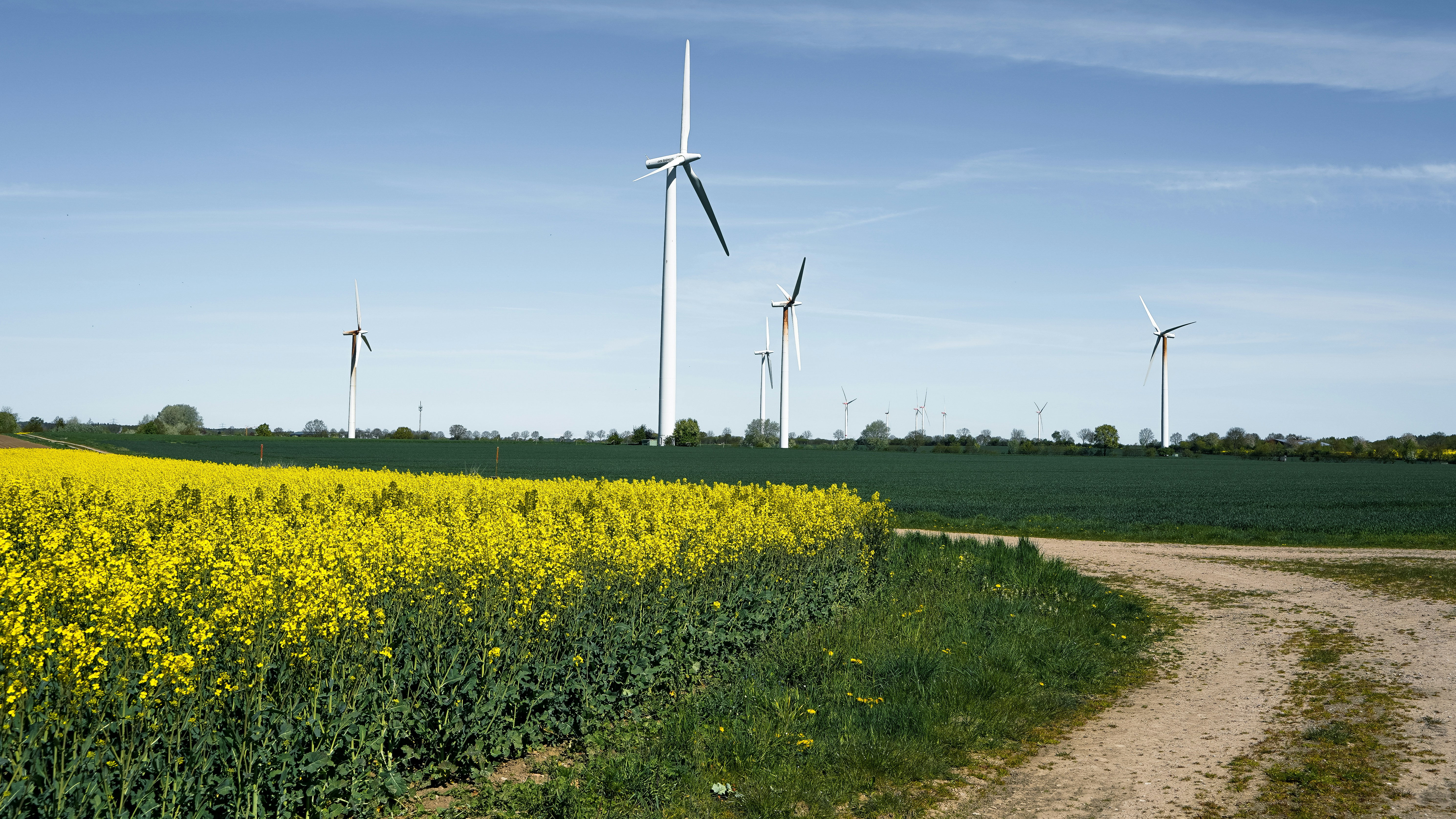Windfield Horizon: A Row of Turbines Beyond Golden Canola