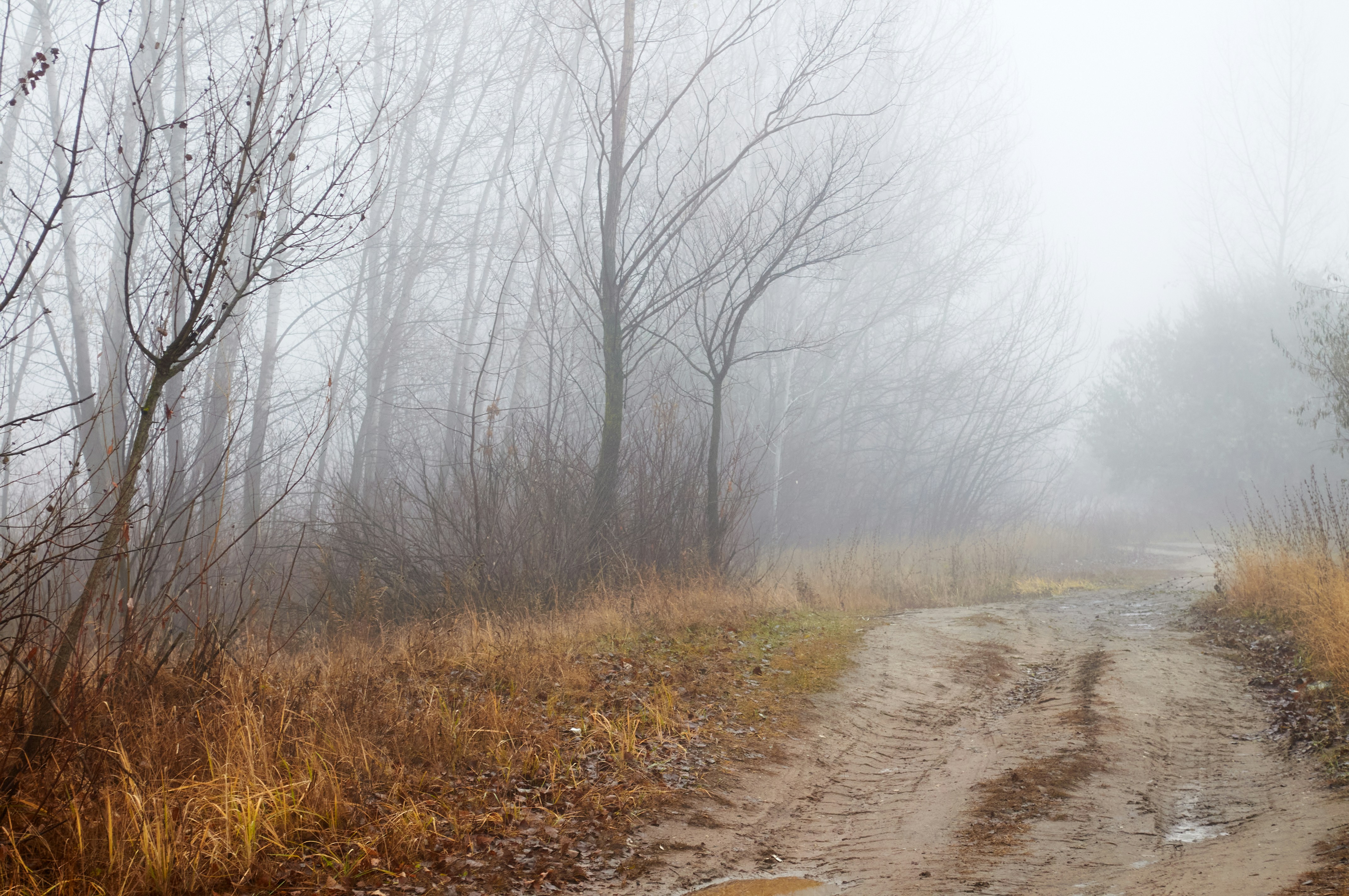 Mist-Wrapped Path Through a Quiet Winter Field