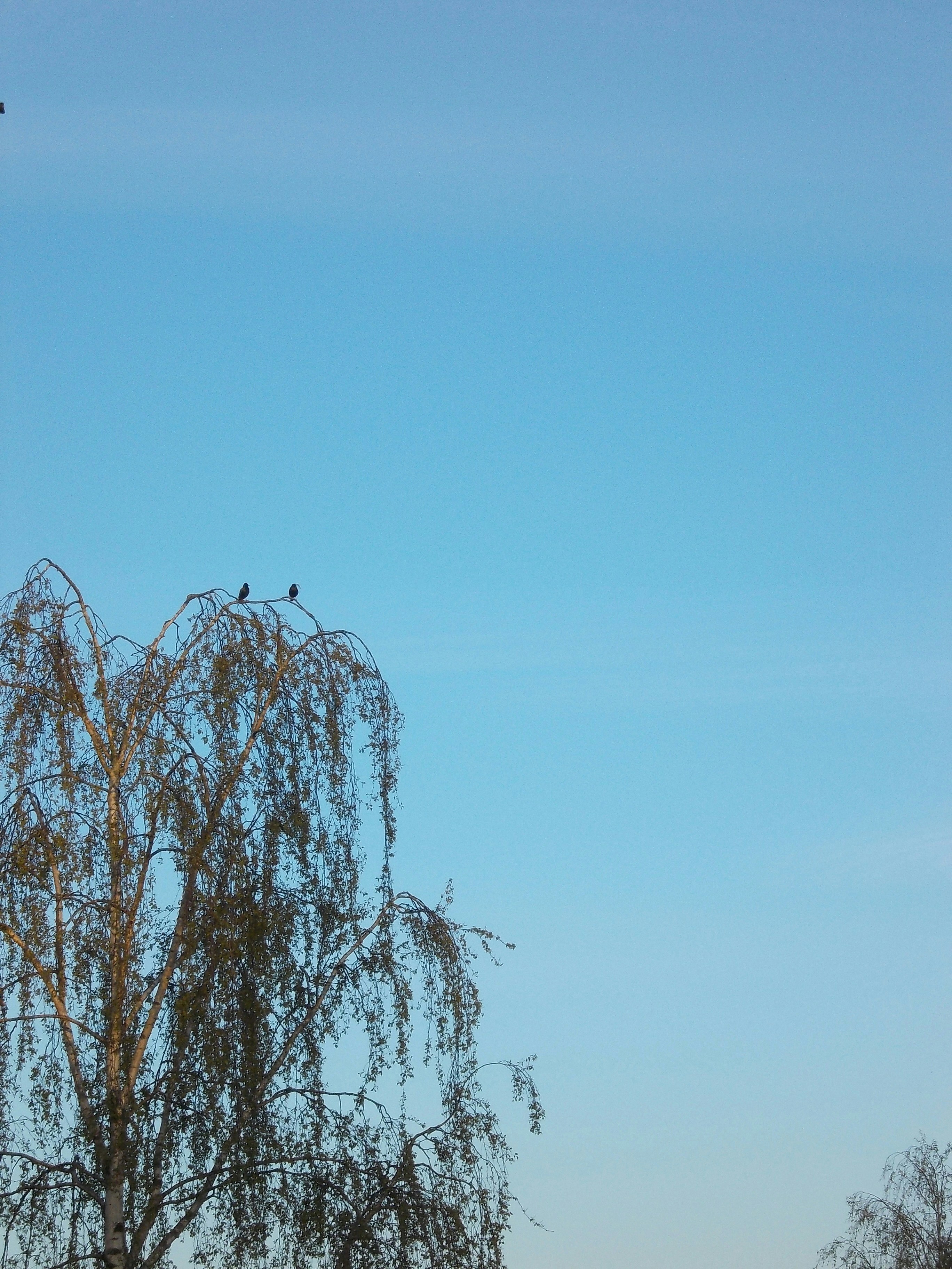 Two perched silhouettes above a drooping treetop against a clear blue sky