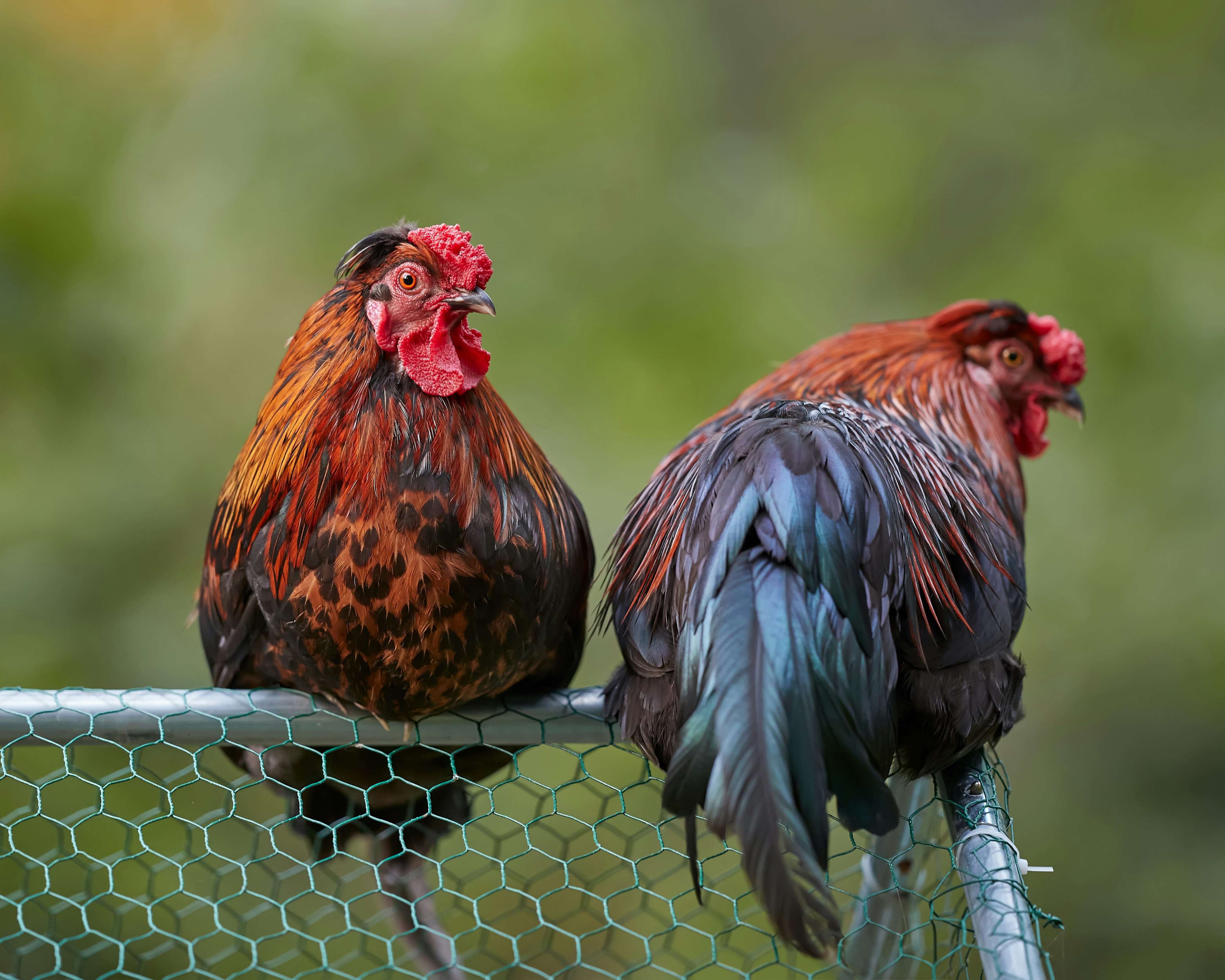 Two Roosters on a Mesh Fence: Alert Red Crests and Iridescent Feathers