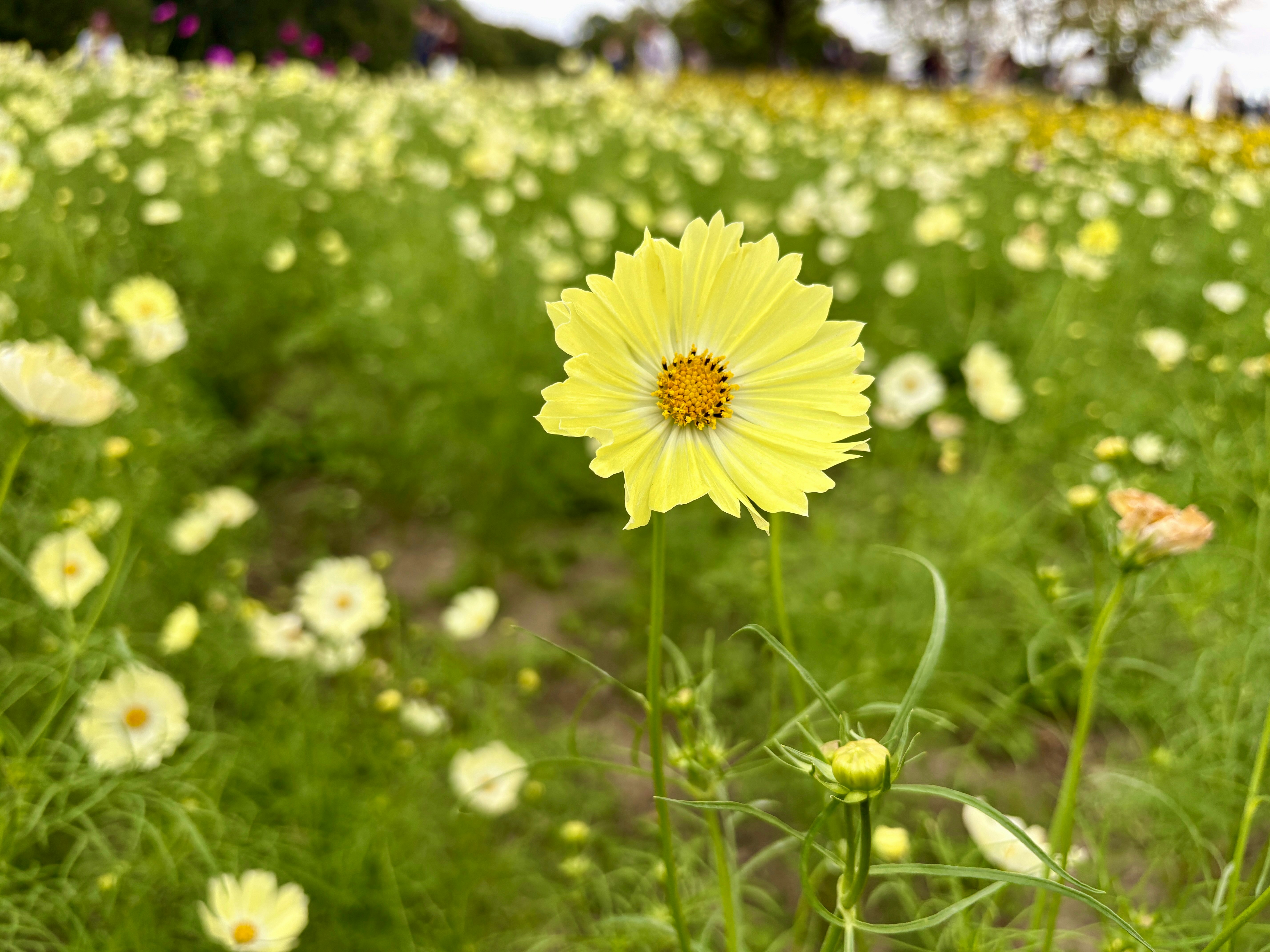 A Central Bloom Standing Tall in a Field of Gentle Yellow Daisies