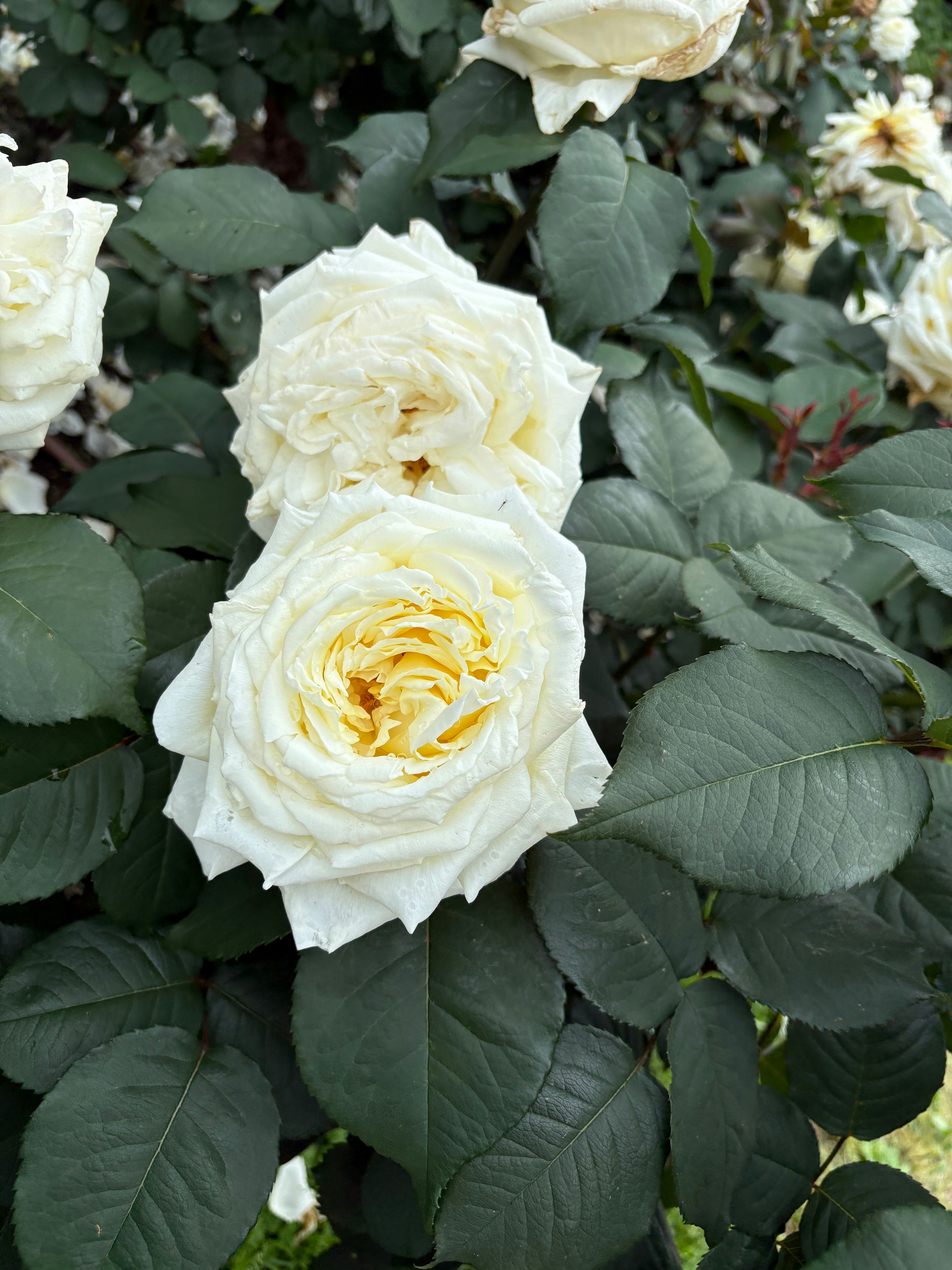 Cream Rose Among Deep Green Leaves