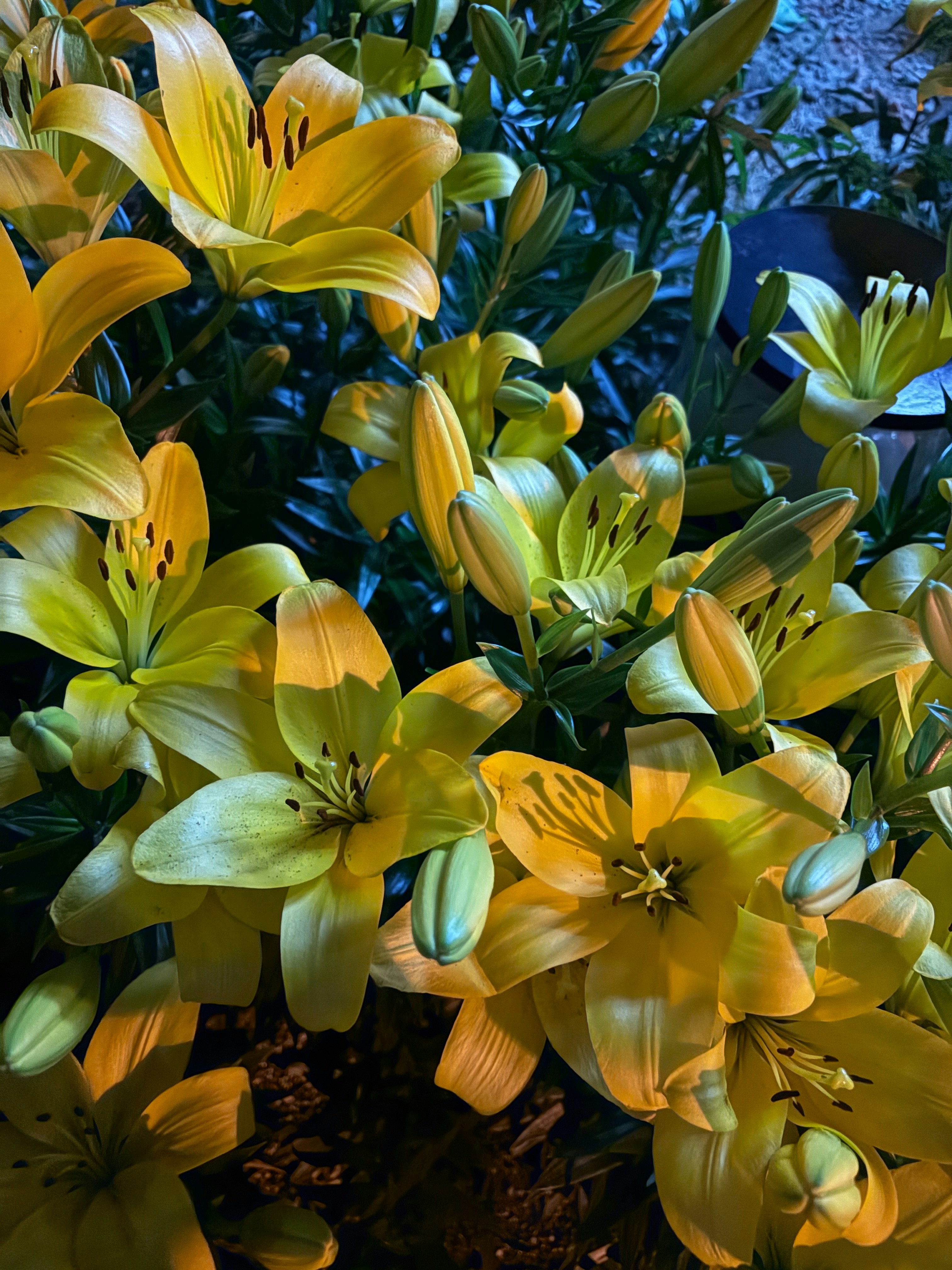 Sunlit Yellow Lilies in Quiet Garden глуб