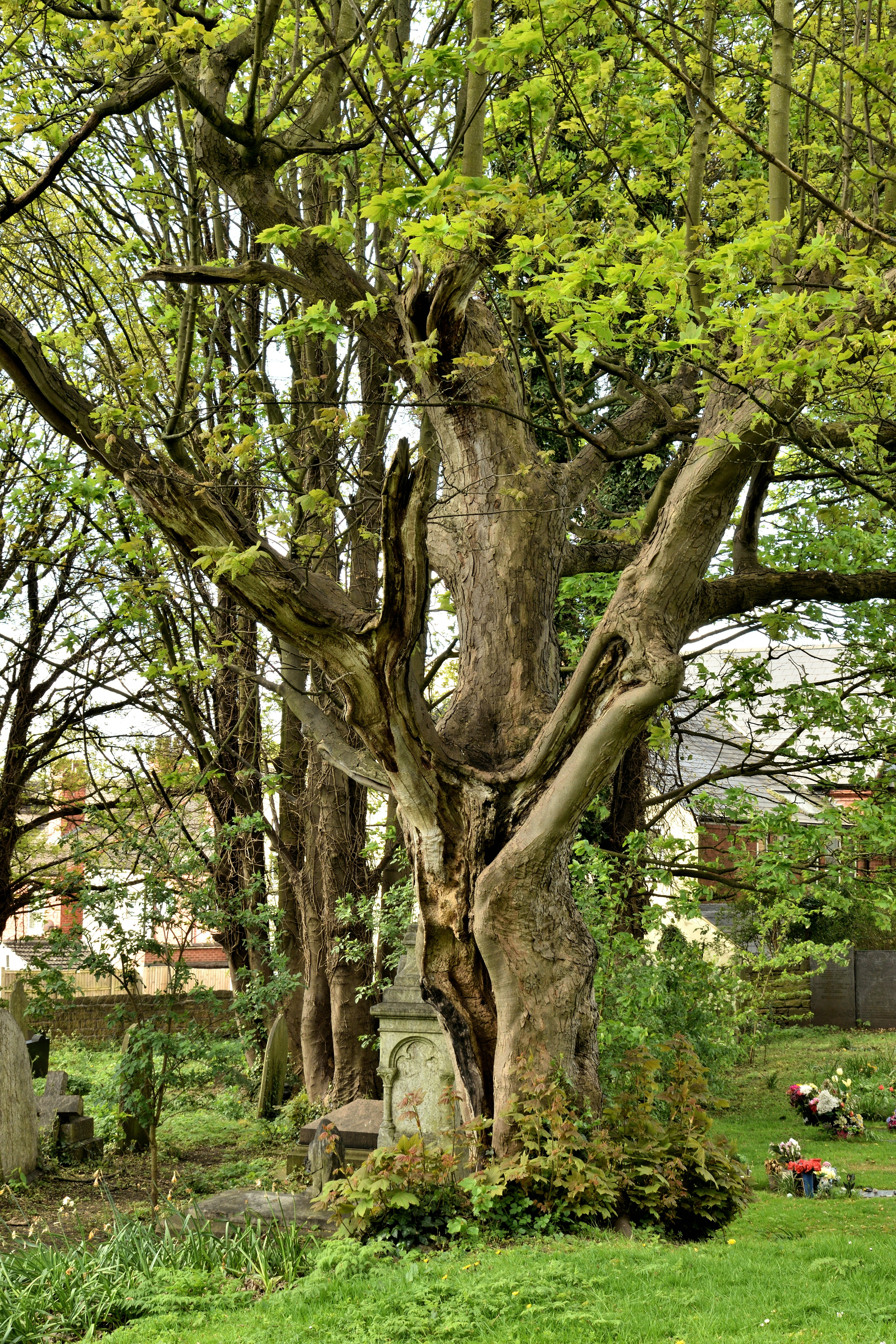 Ancient Tree Cathedral in a Quiet Cemetery Yard