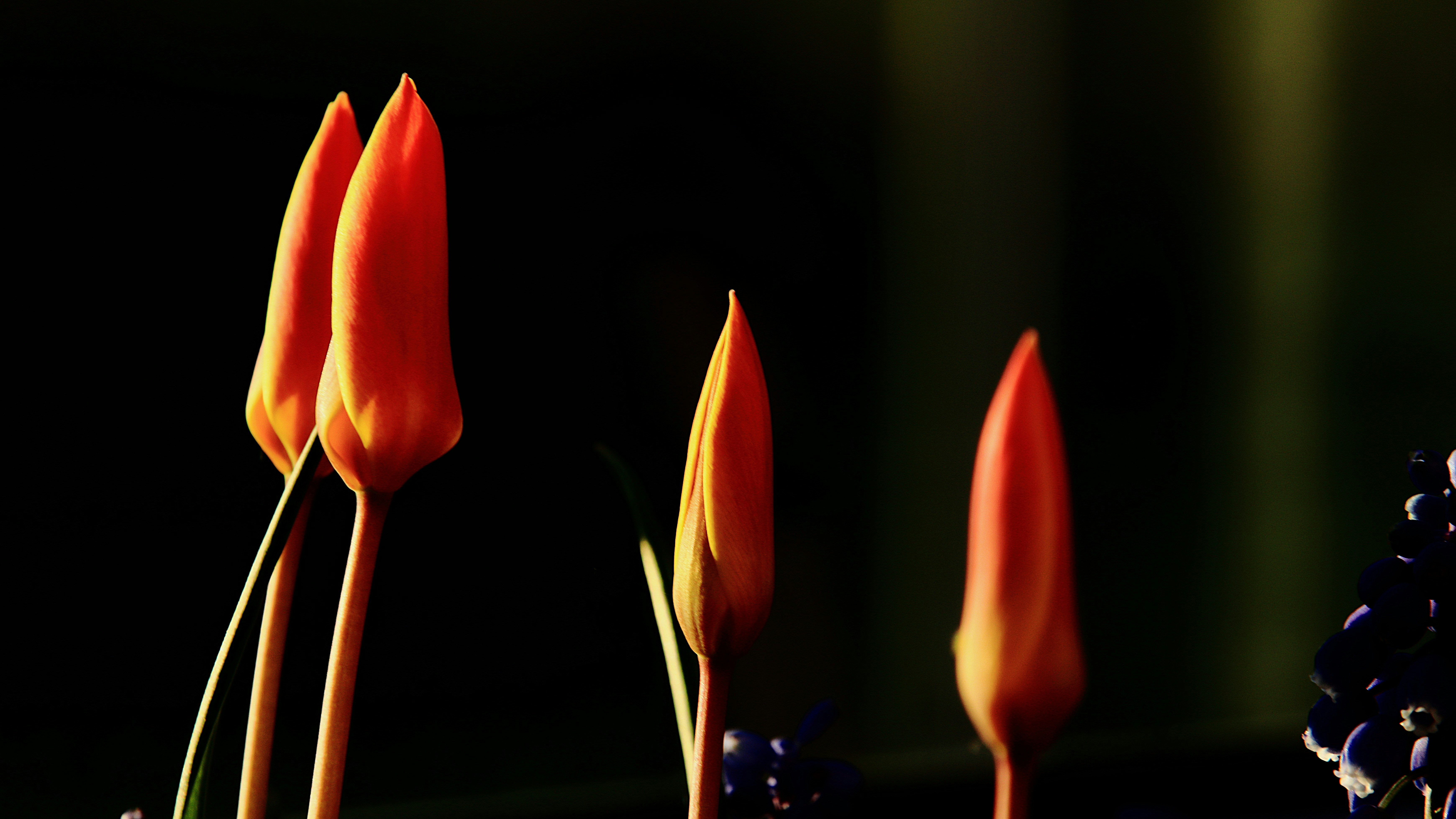 Orange Tulip Portrait in Low Light