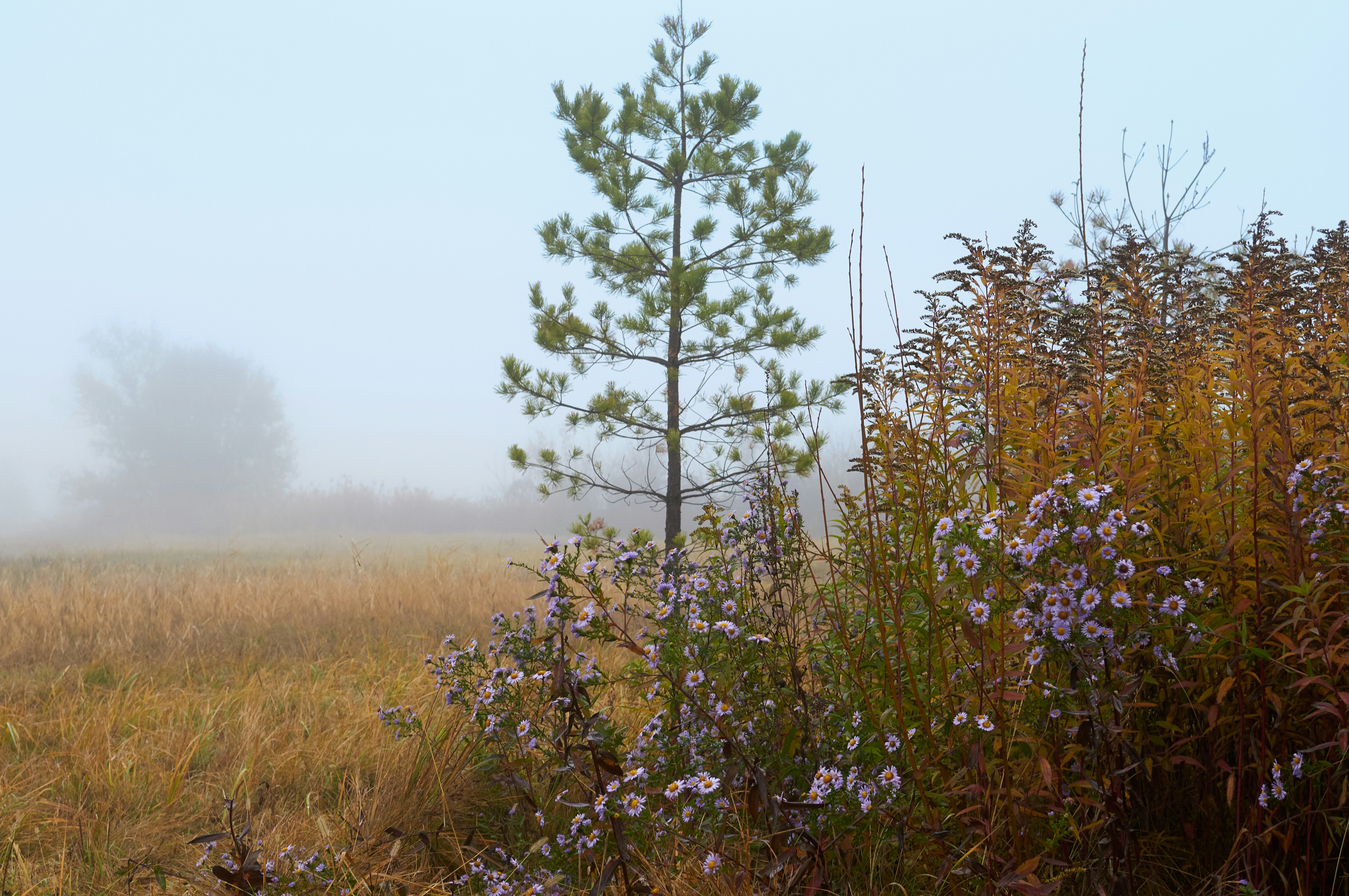 Mist Among the Wildflowers: A Quiet Field with a Lone Pine