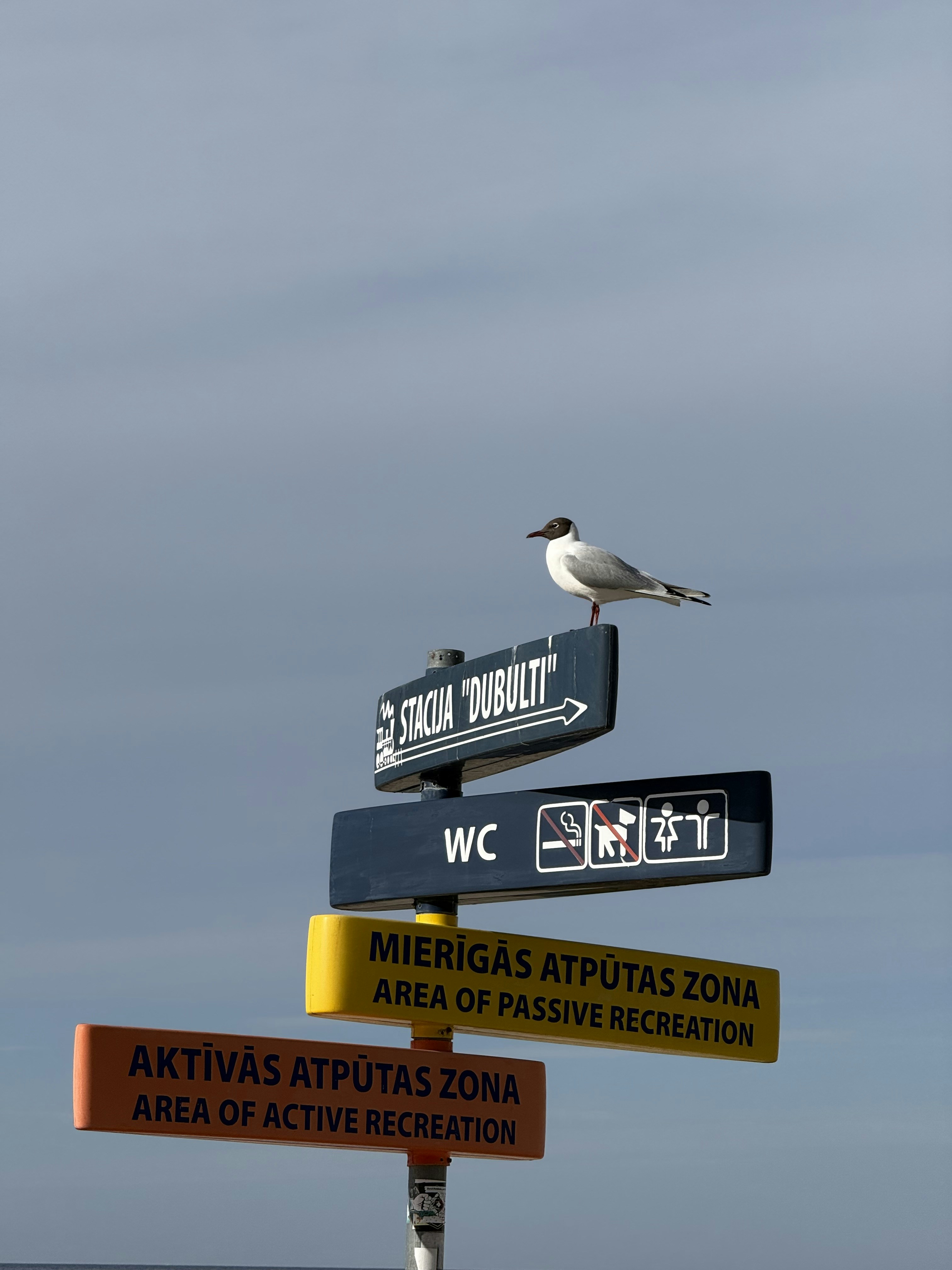 Seabird Perched Above Directional Signposts