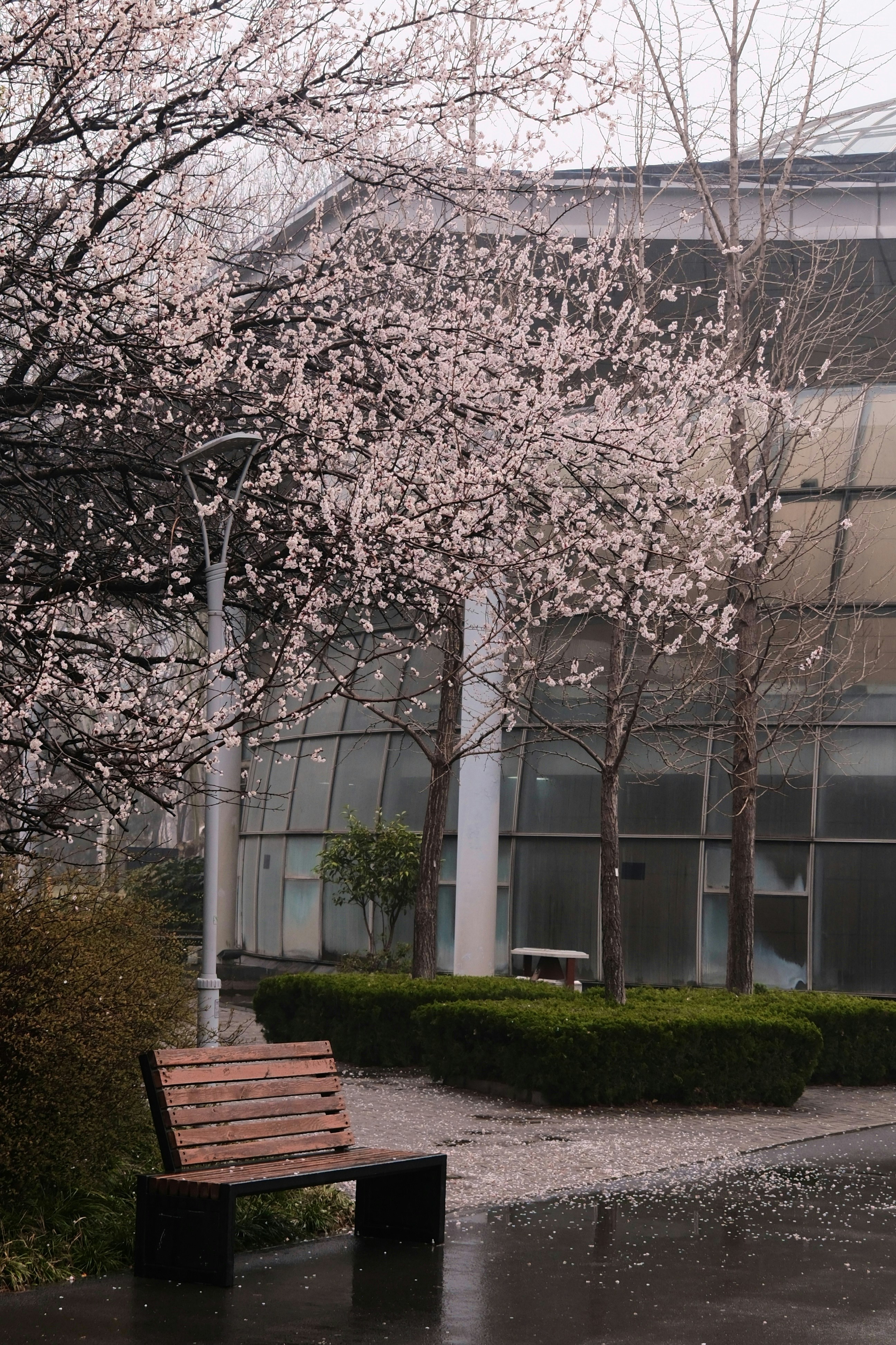 Cherry Blossom Bench at Dusk