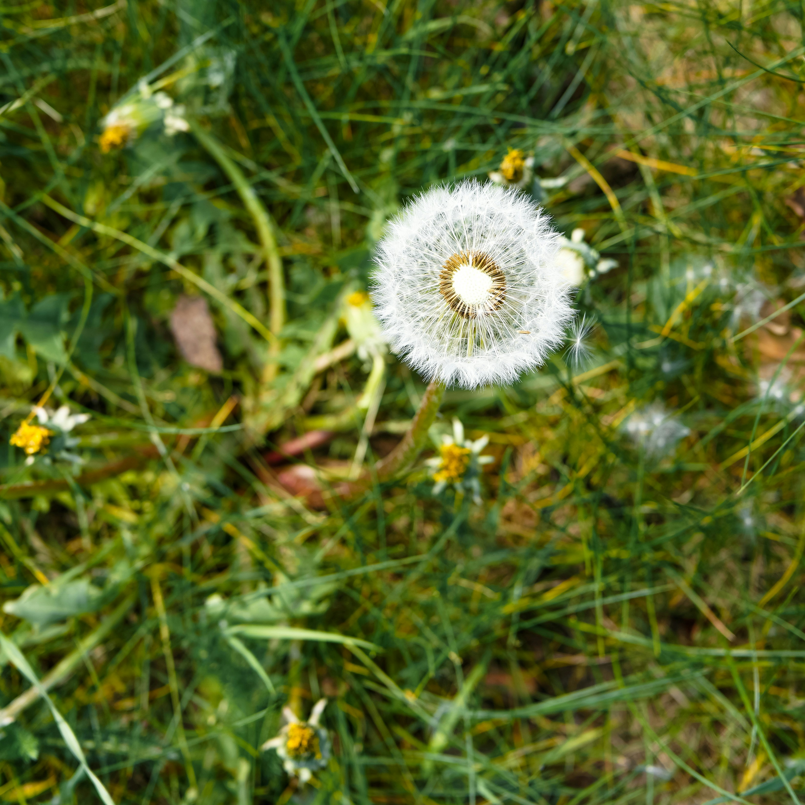 Dandelion Crown in a Meadow Maze
