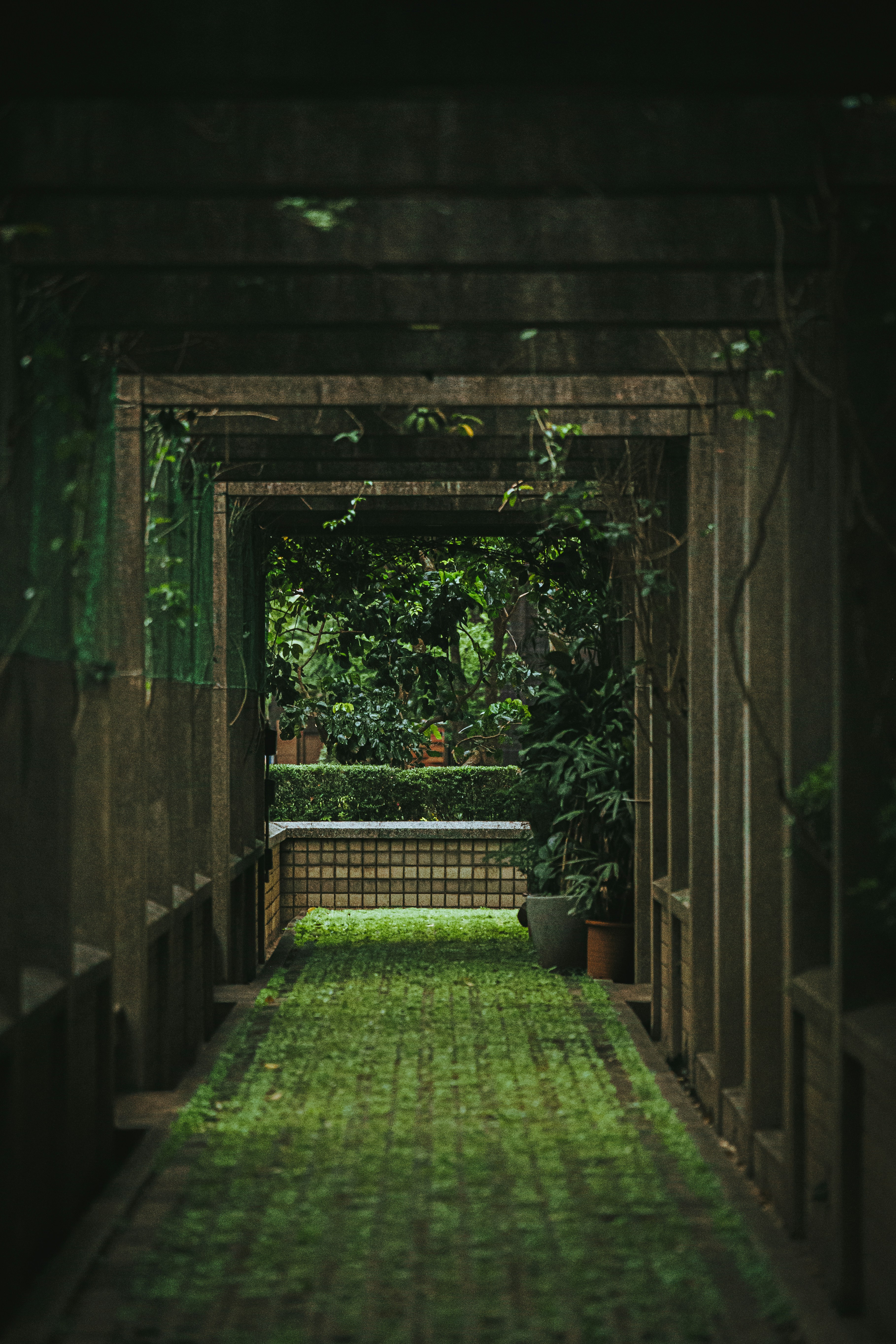 Verdant Gateways: A Concrete Corridor Framed by Greenery