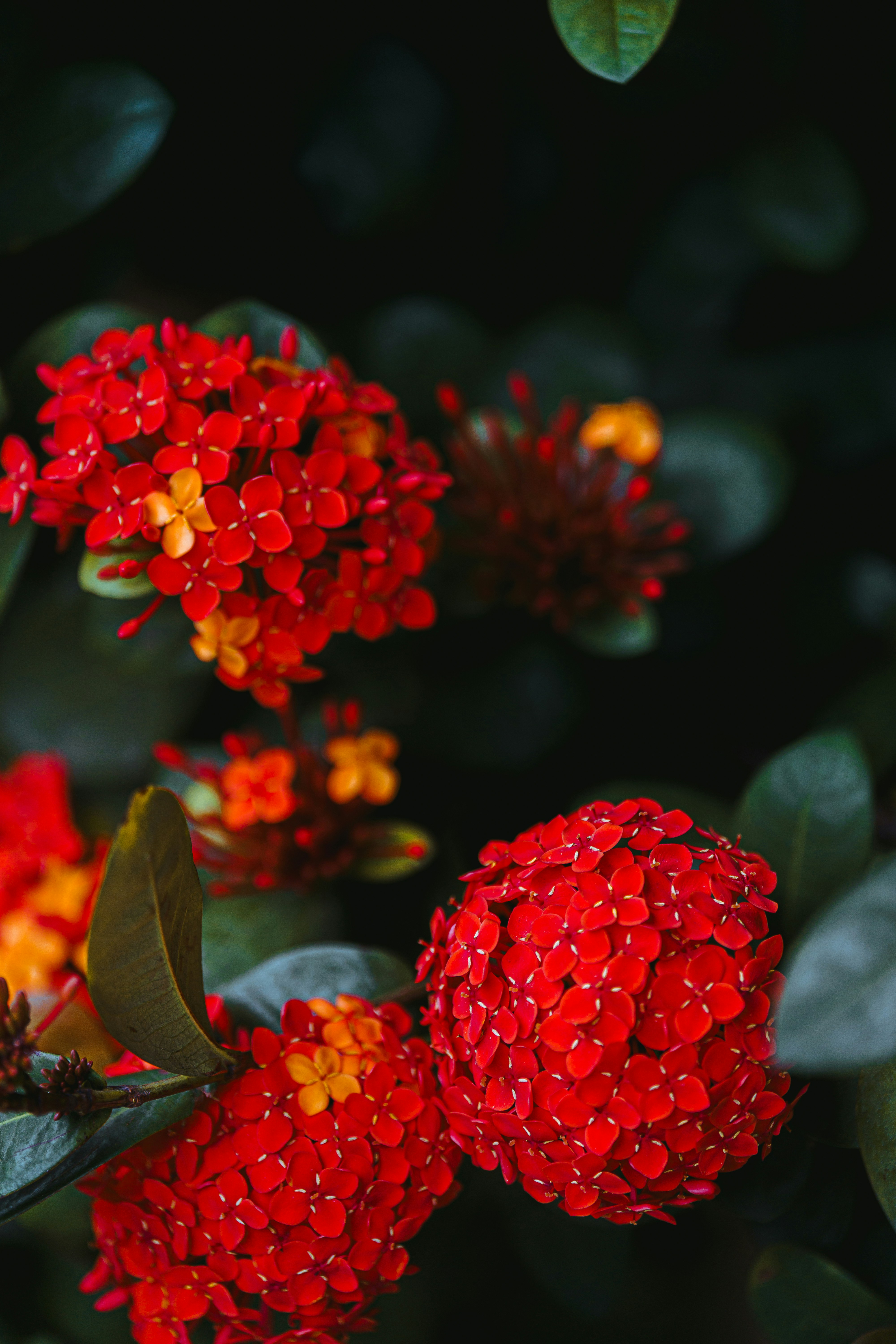 Crimson Lenses: a cluster of red-orange lxnding blossoms framed by dark foliage