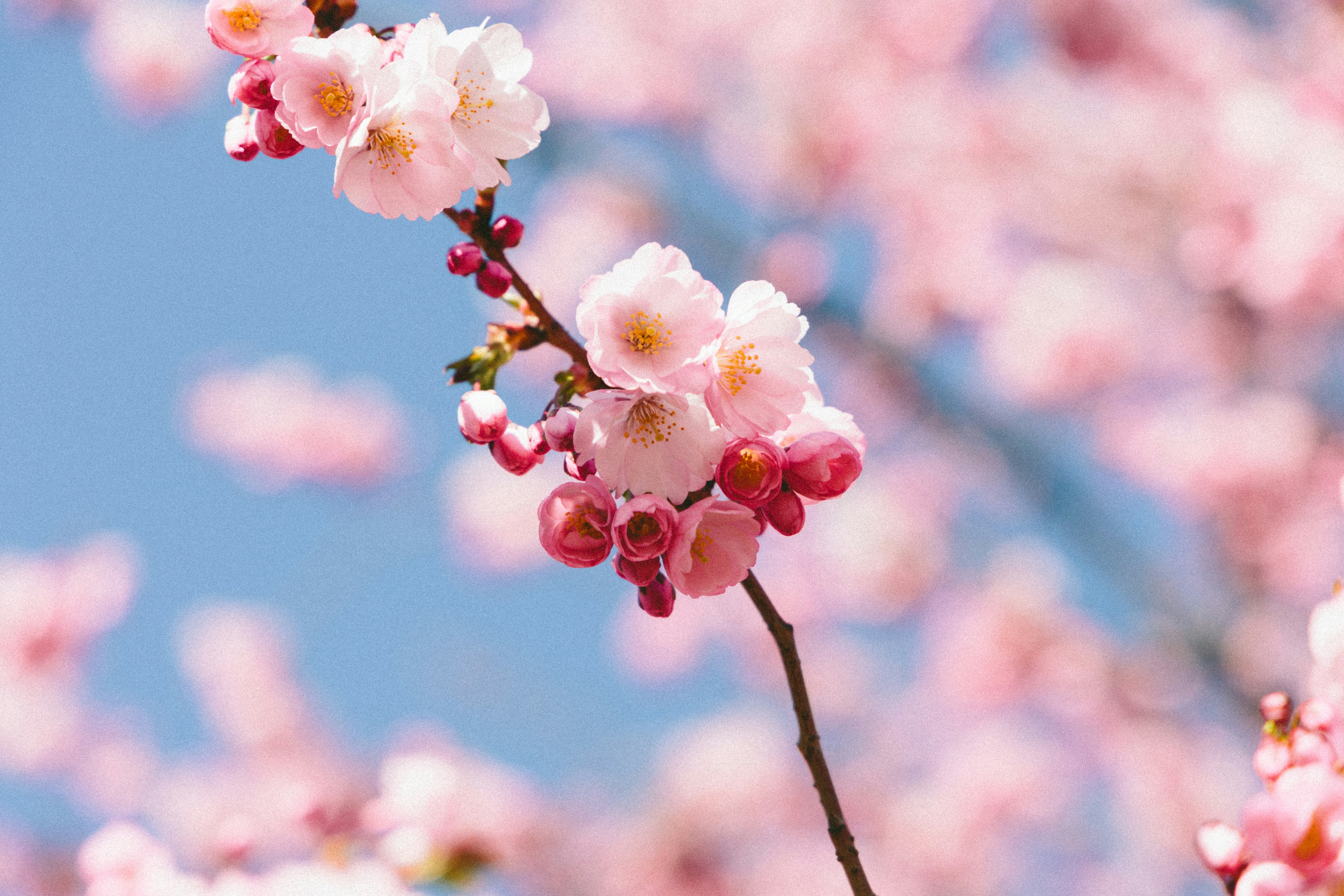 Petals in Focus: Pink Blossom Branch Against A Calm Blue Sky