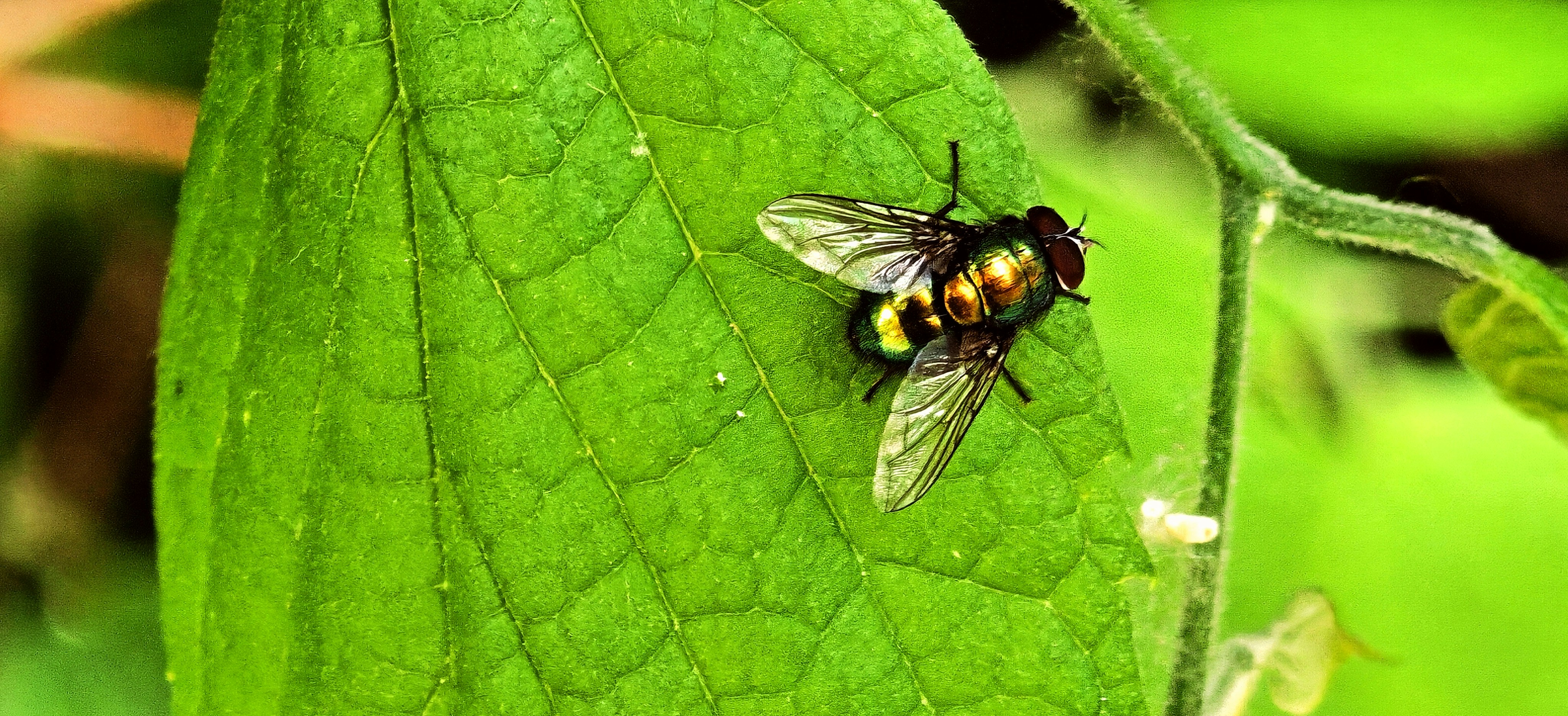 Focus on the Fly: a Macro Portrait of a Hovering Housefly on a Green Leaf