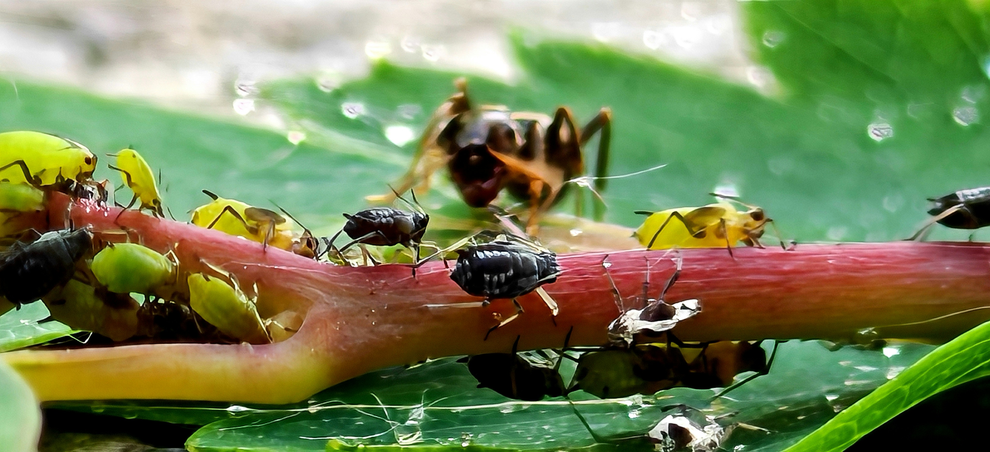 Ant traffic on a red stem: a close-up micro‑scene of order and motion