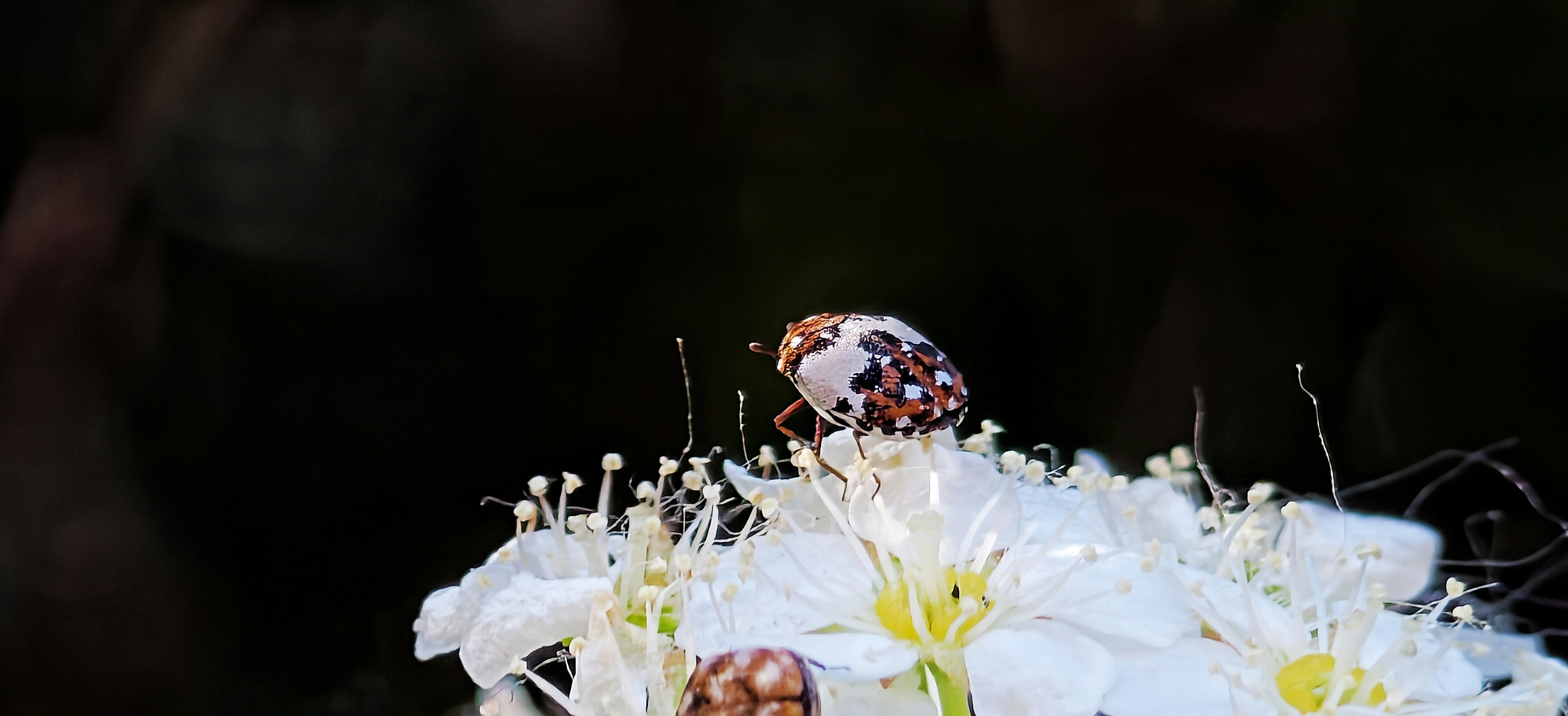 Beetle on Snow-white Crown: A Tiny Visitor in a Floral Spotlight