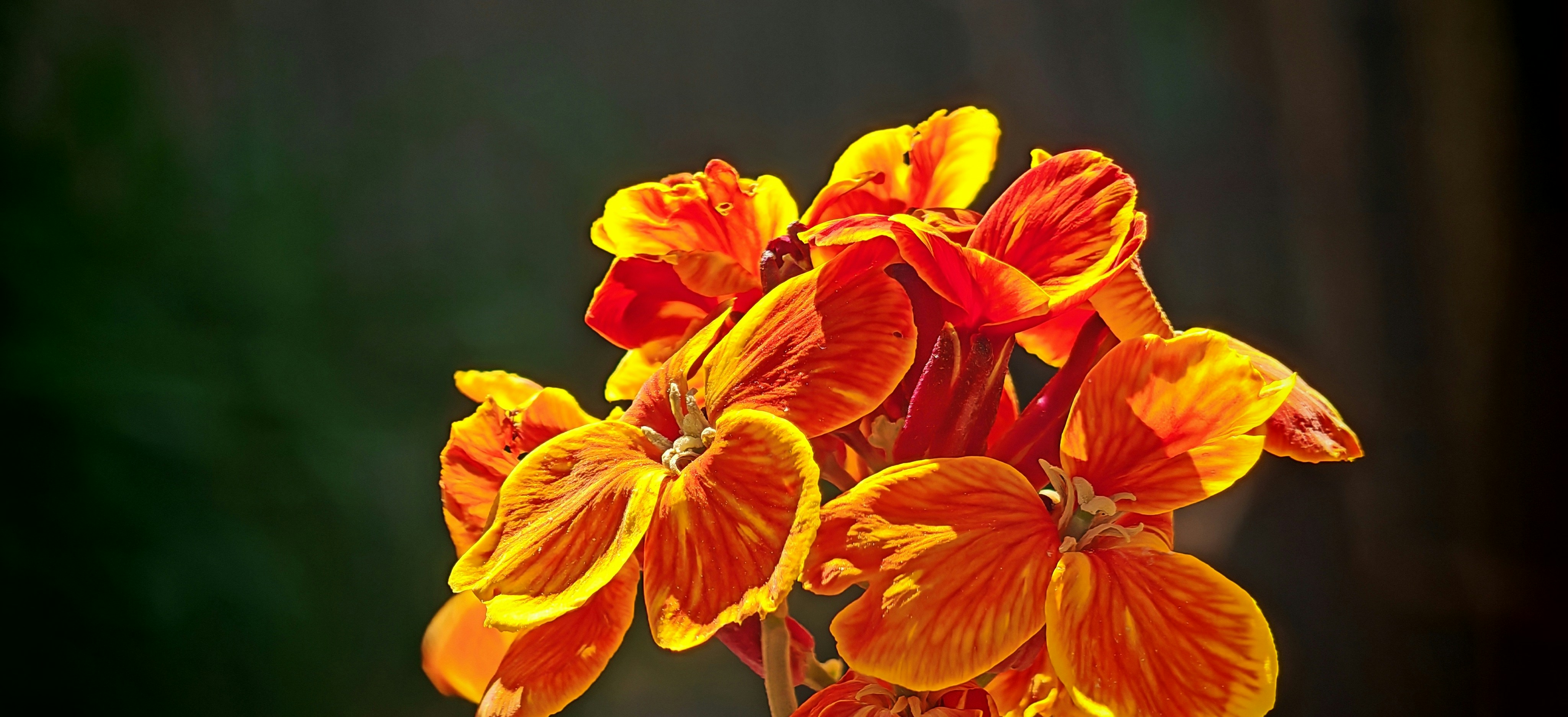 Orange blossom burst: close-up of vivid petals against a dark backdrop