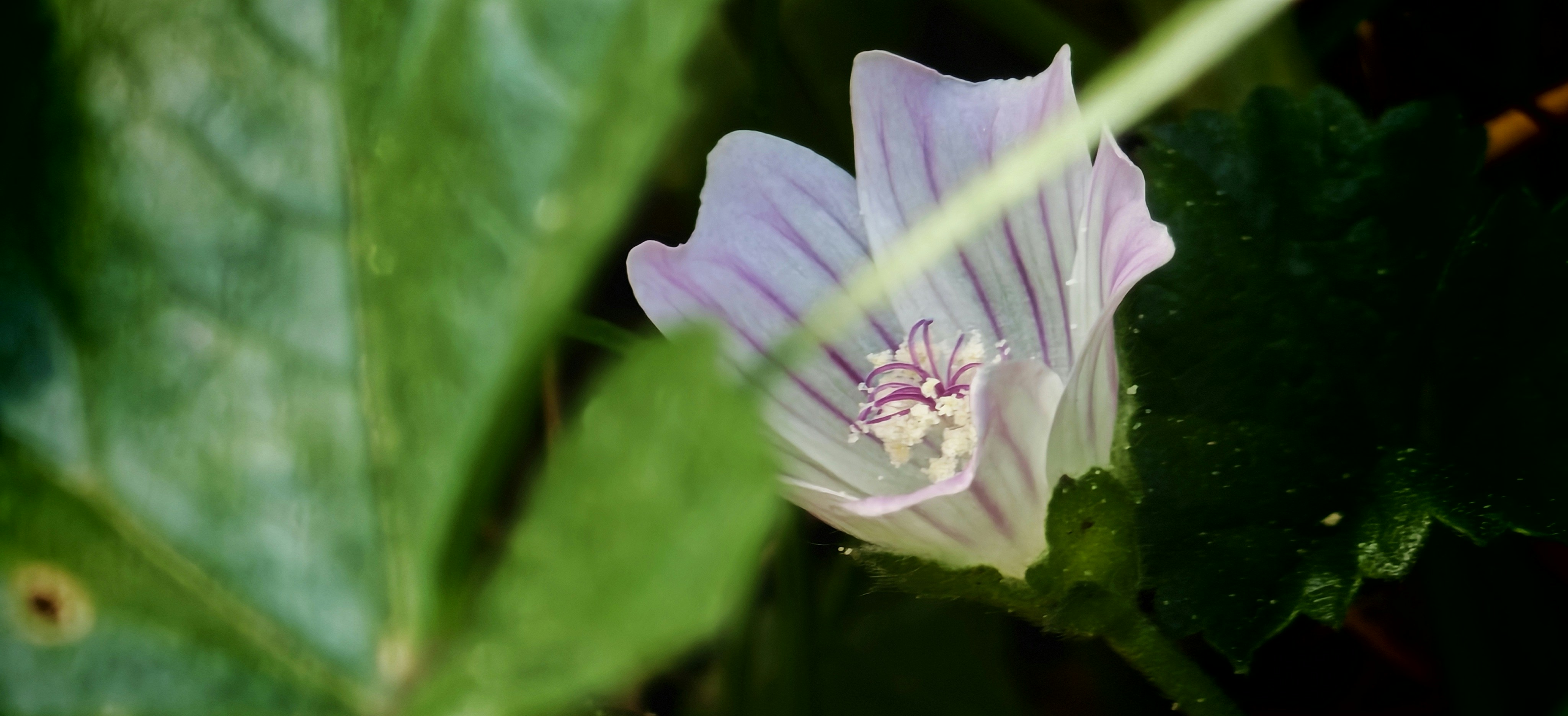 Petal Spotlight: A Delicate Bloom Emerges Through Veined Foliage