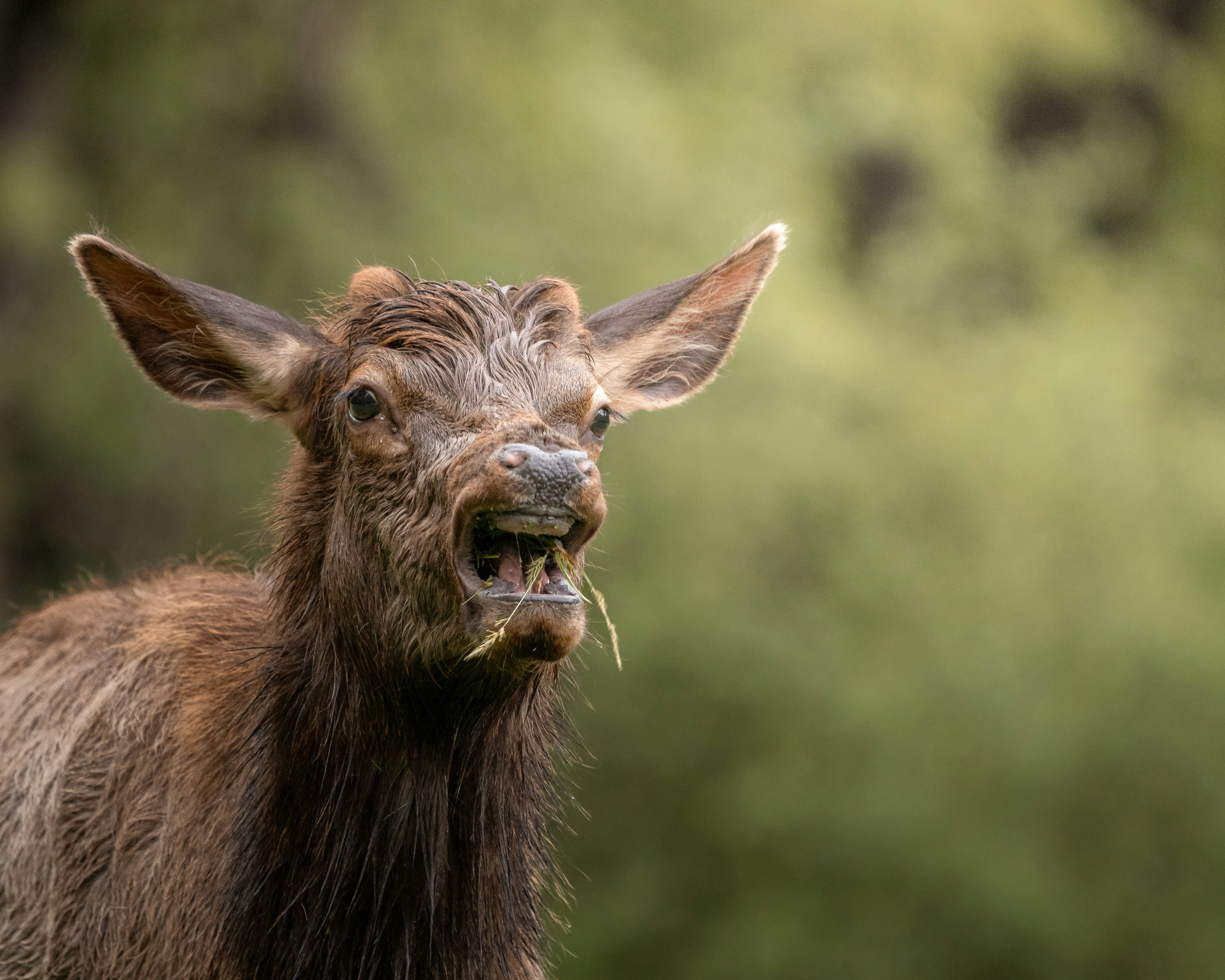 Roaring Stare: A close encounter with a forest elk