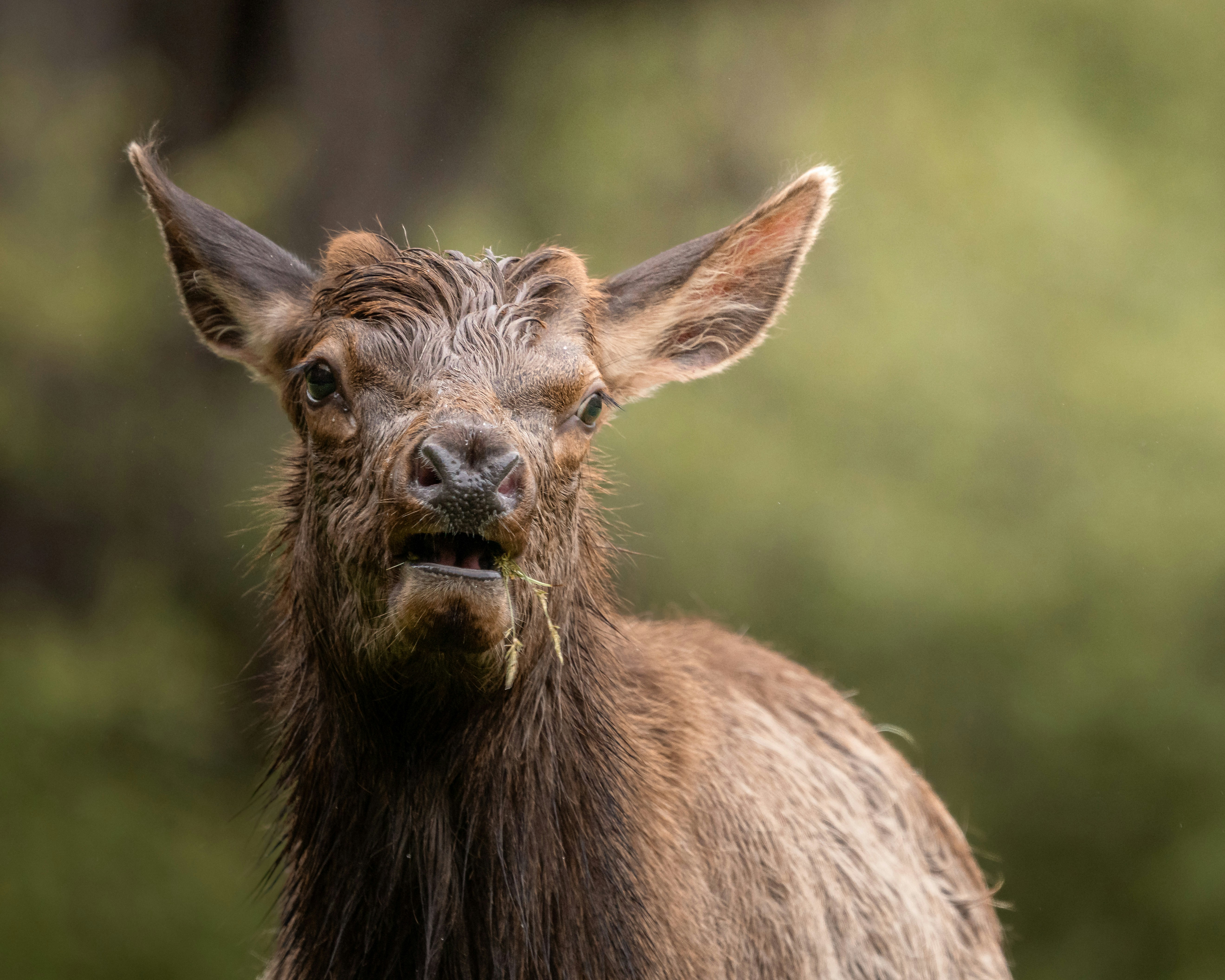 Curious Calf of the Forest: A Moose Portrait