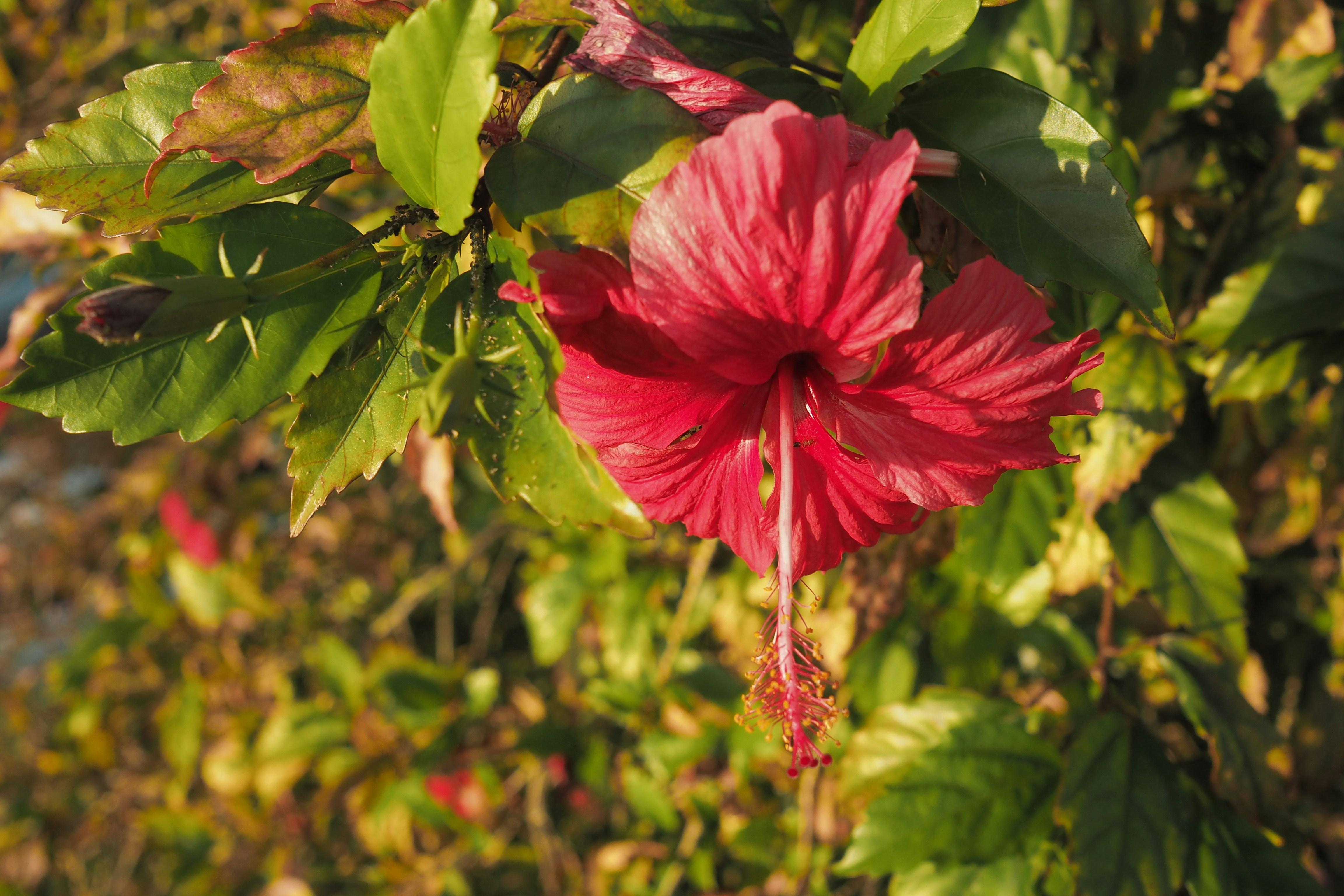 Crimson Hibiscus in Sunlit Garden