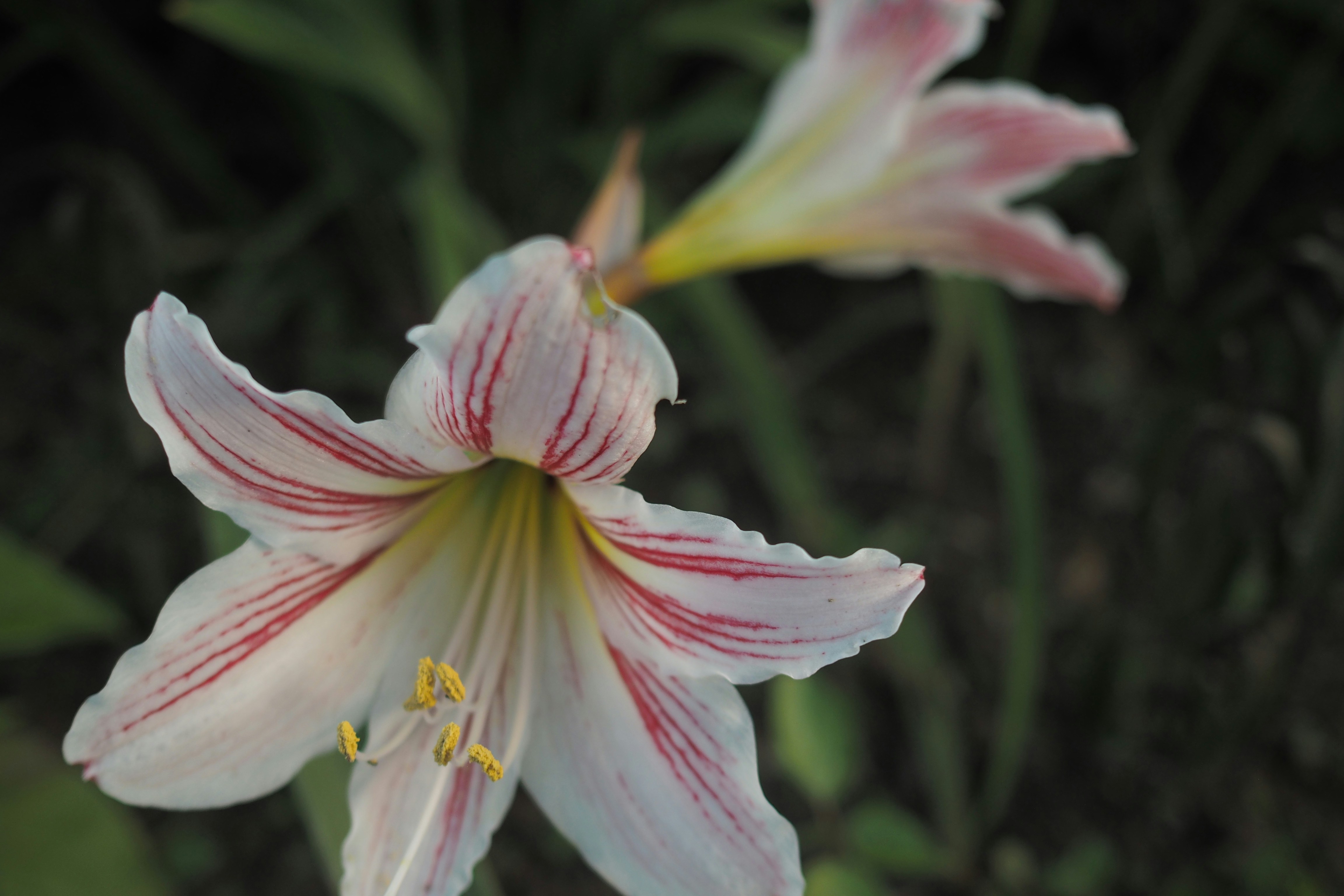 Petal Portrait: Striated White Lily with Golden Stamen