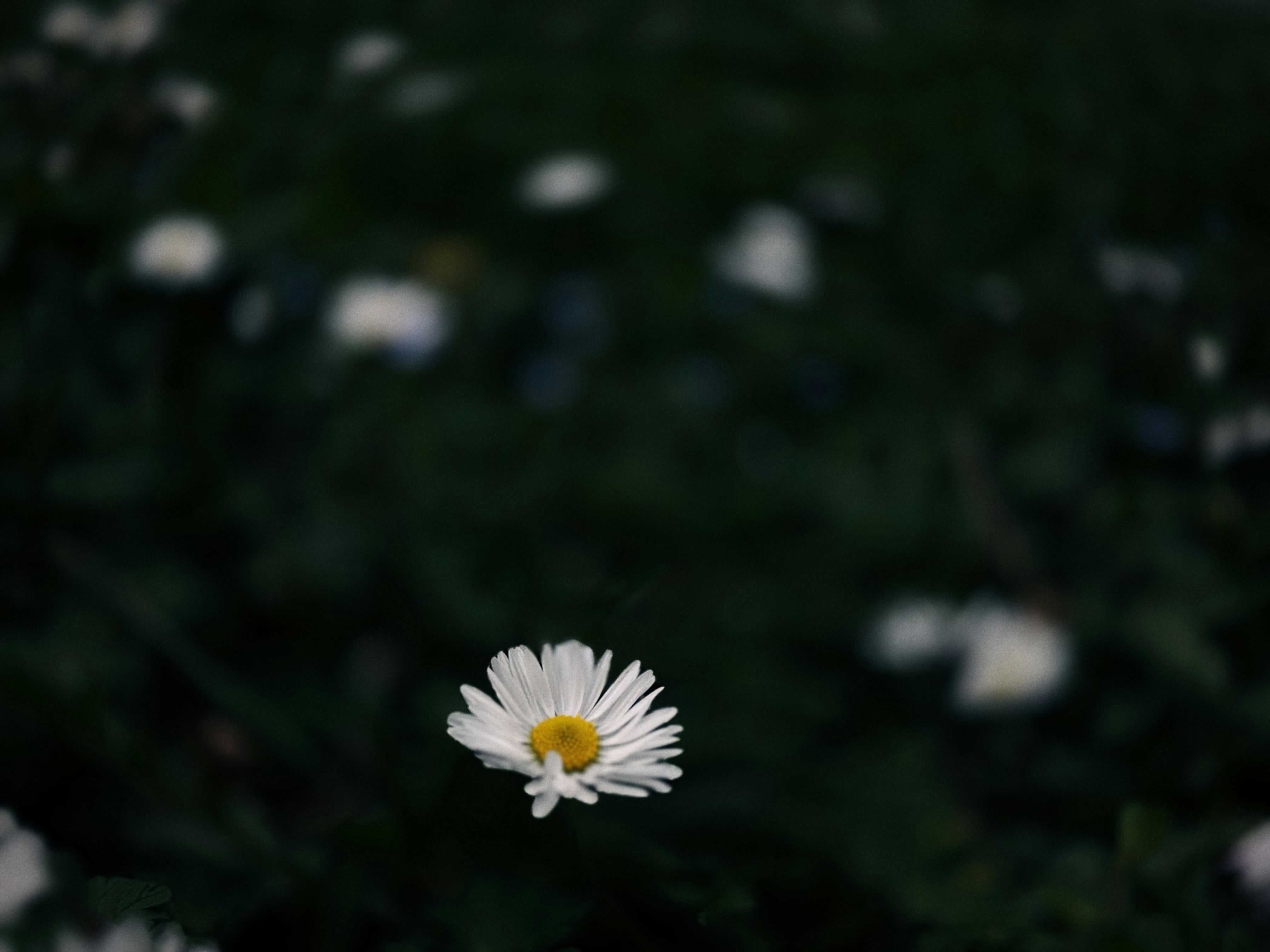  lone daisy against a shadowed field