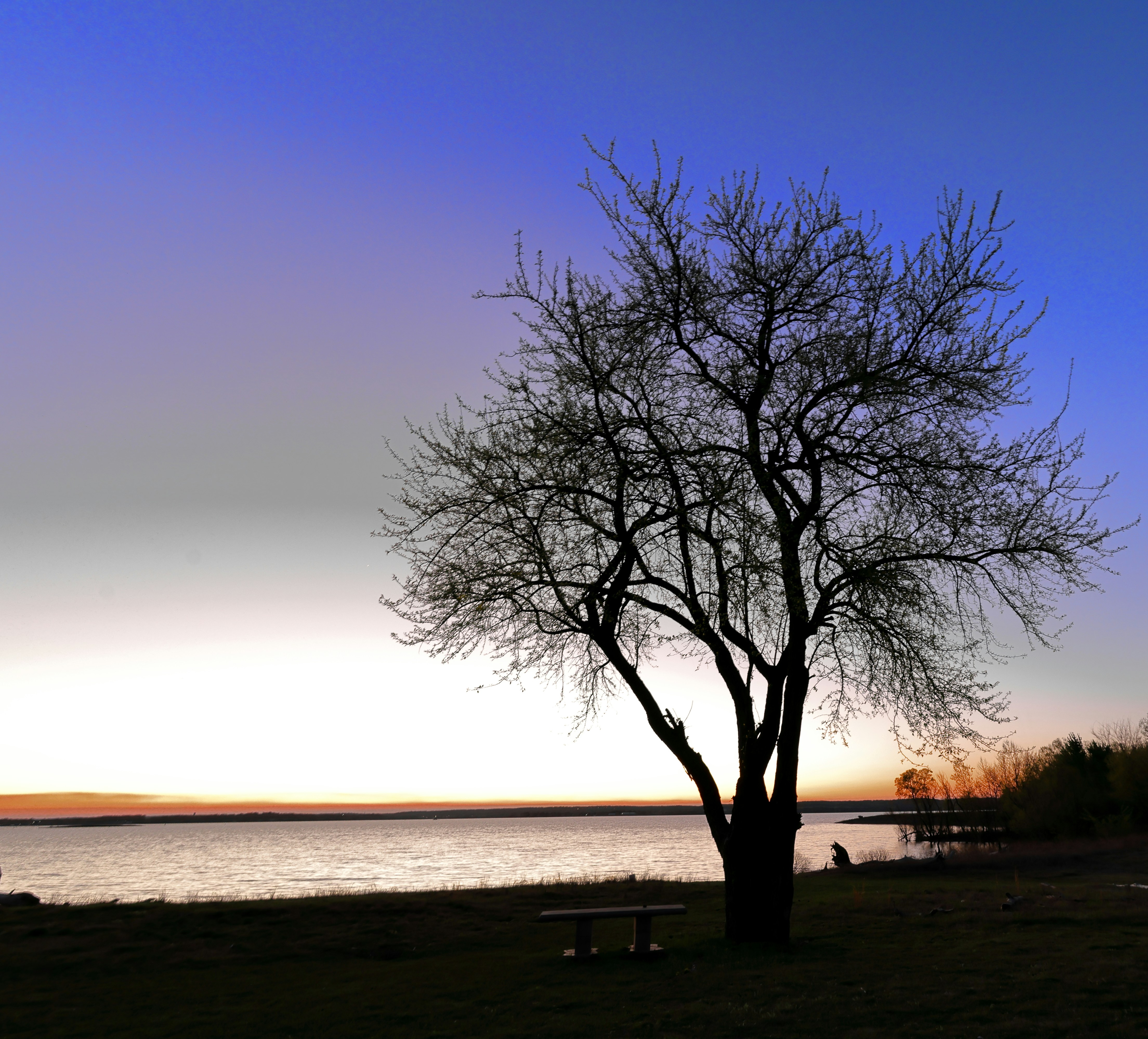 Silhouette of a Leafless Tree Against a Quiet Lake at Dusk