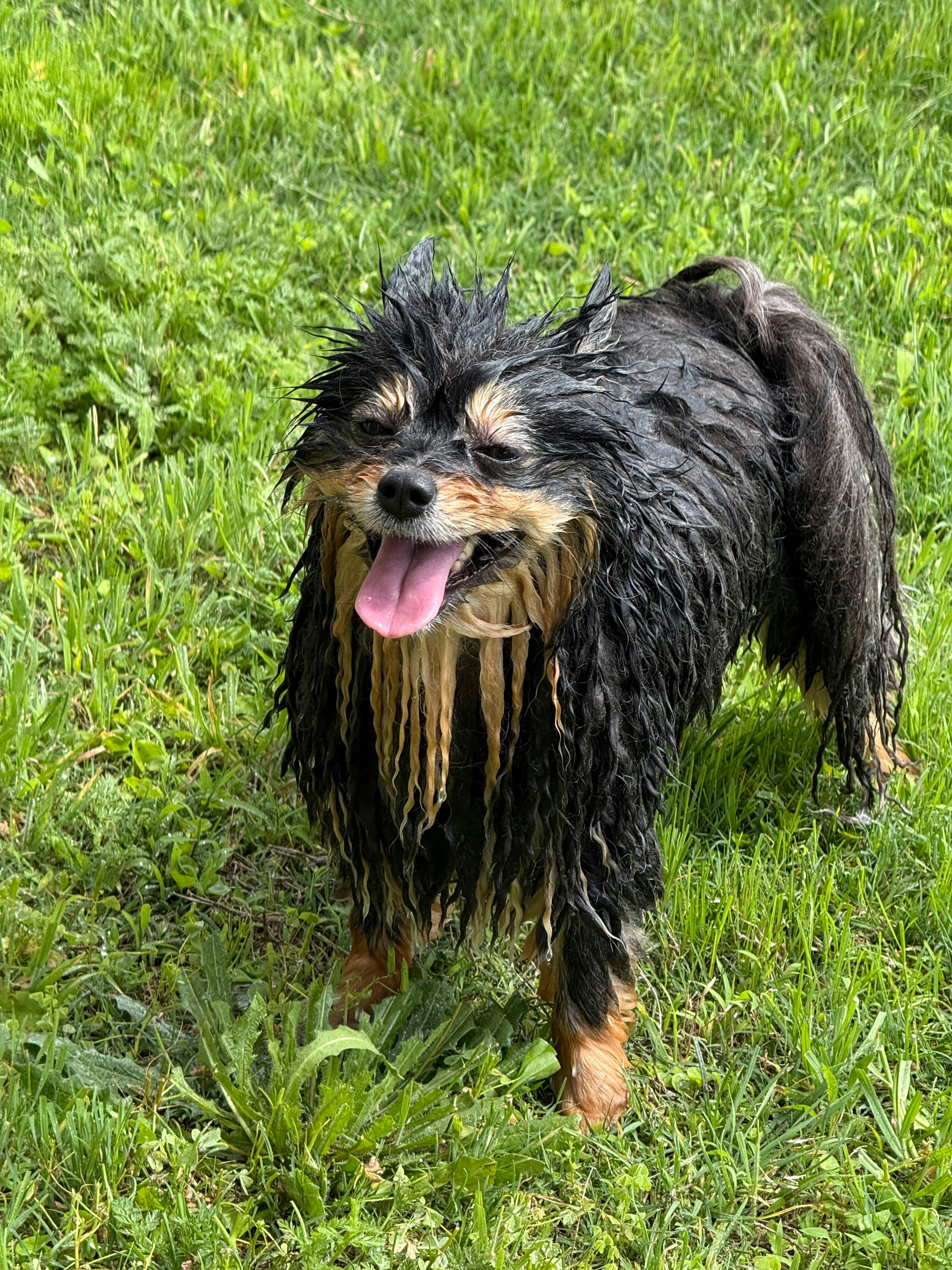 Mud-soaked Cavalier: A Wet Morning Excursion