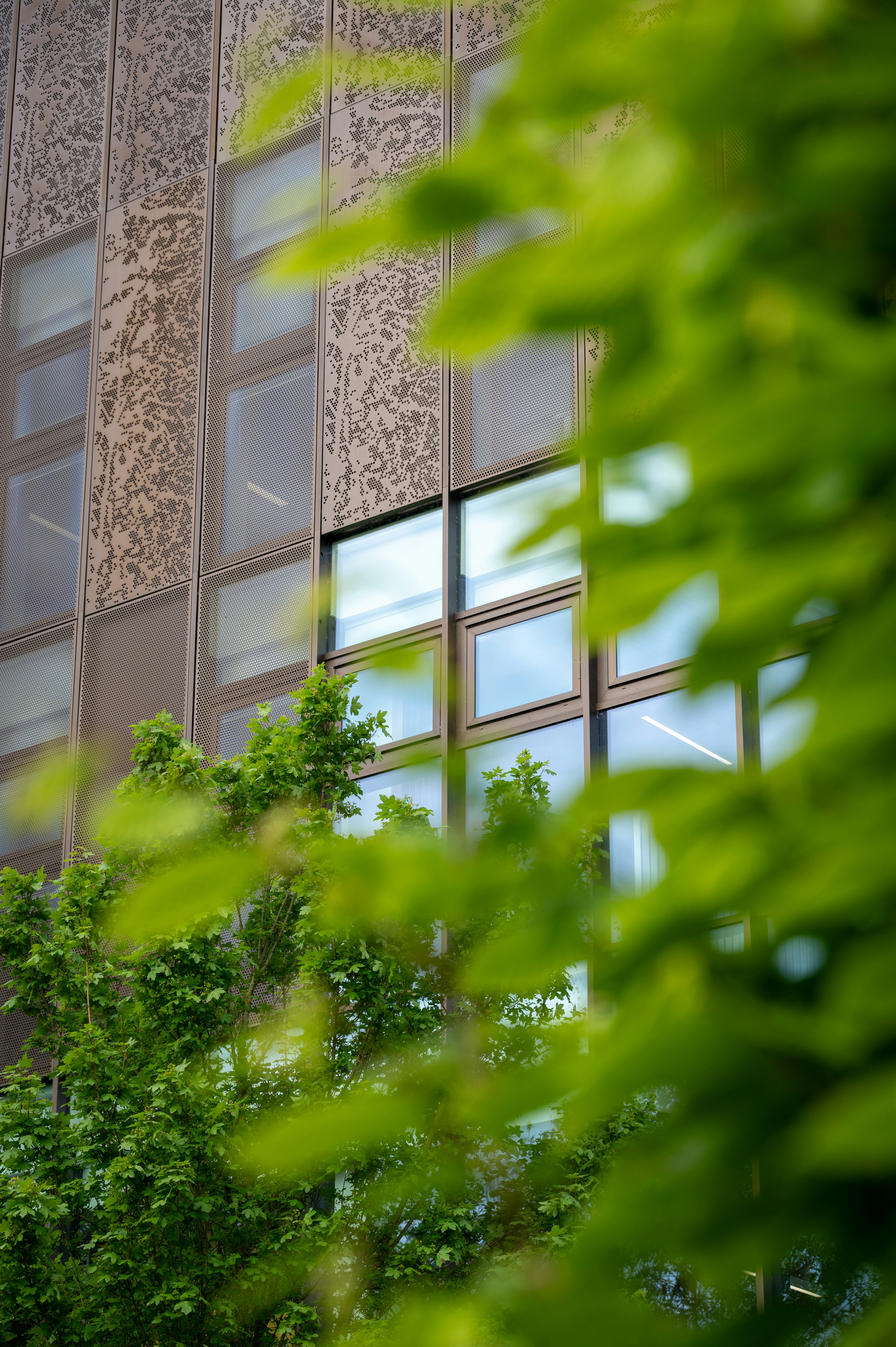 Concrete Facade Portrait: Windows Framed by Verdant Blur