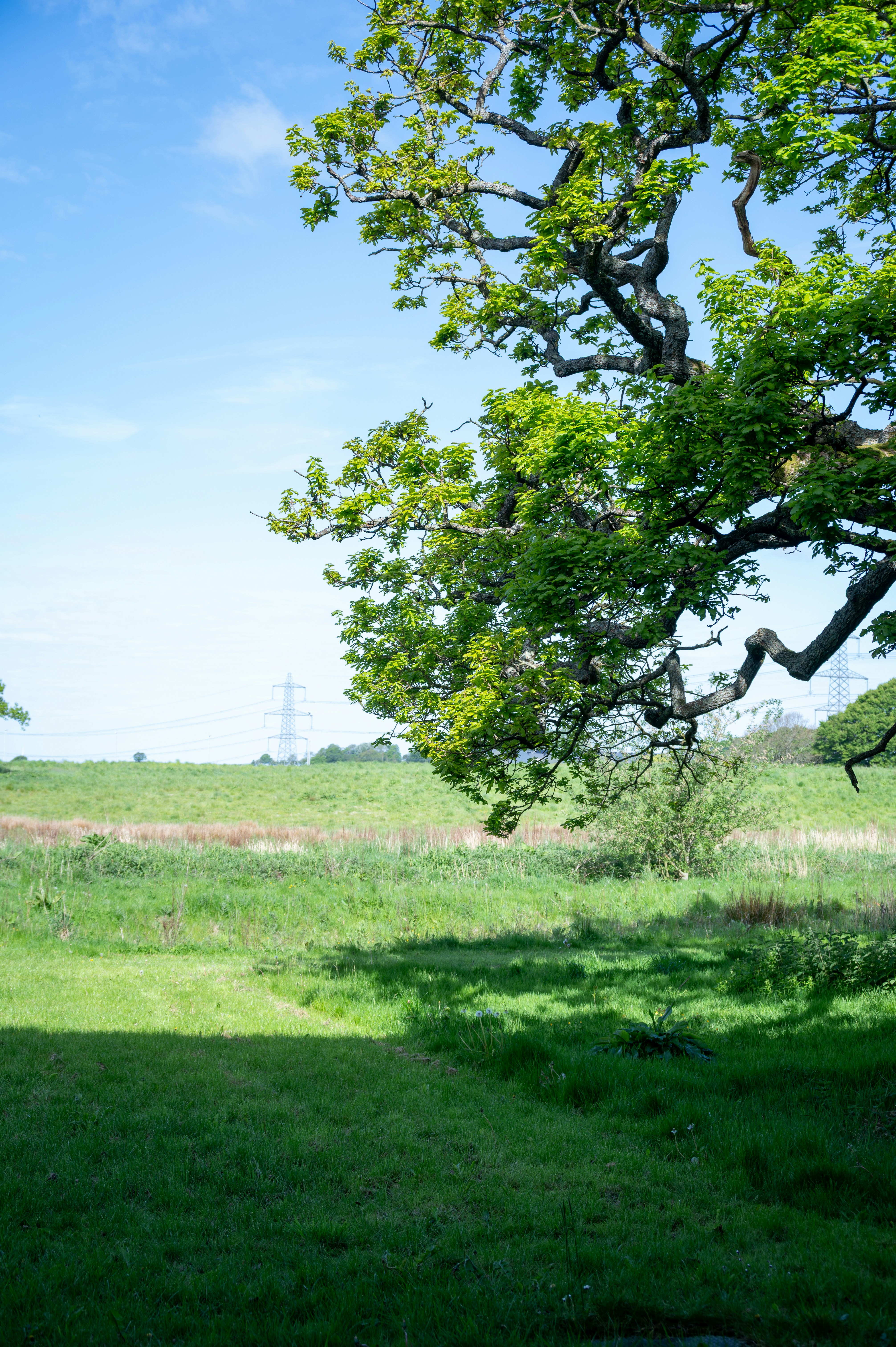 Giant Branch Arches Over a Field