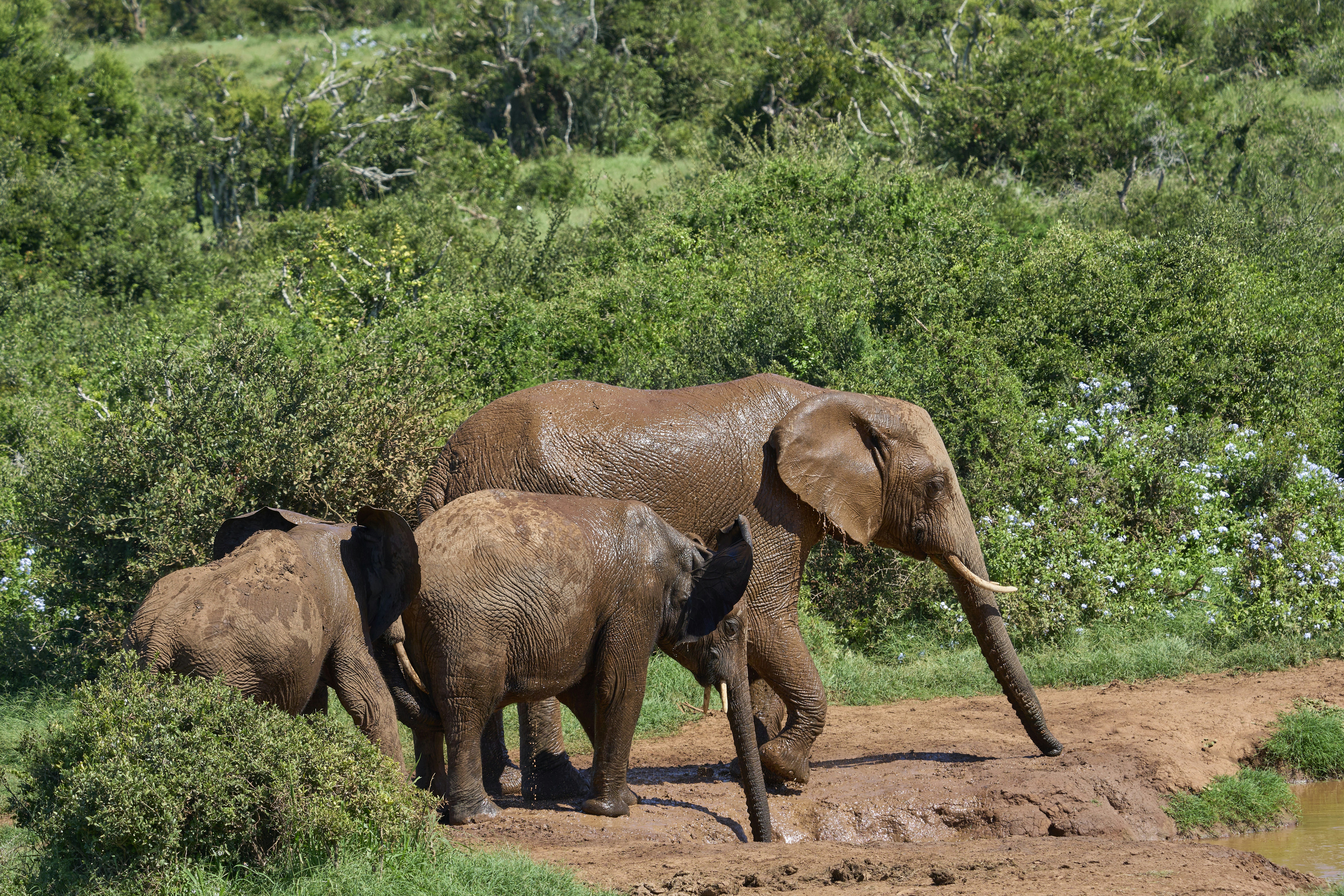 Elephant Herd Crossing a Dusty Path at the Edge of Greenery