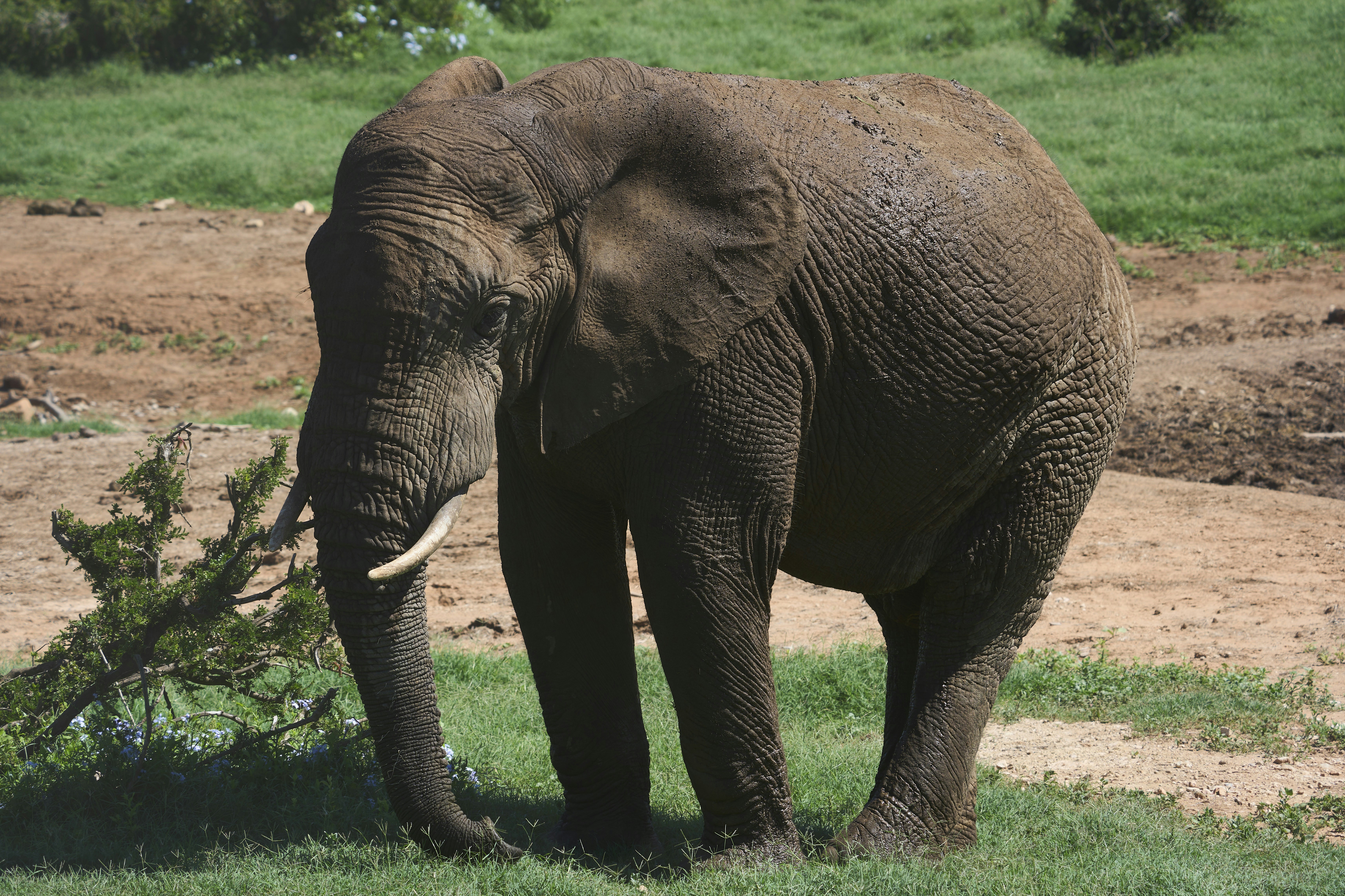 Grounded Goliath: A Solitary Elephant in Sunlit Grasslands