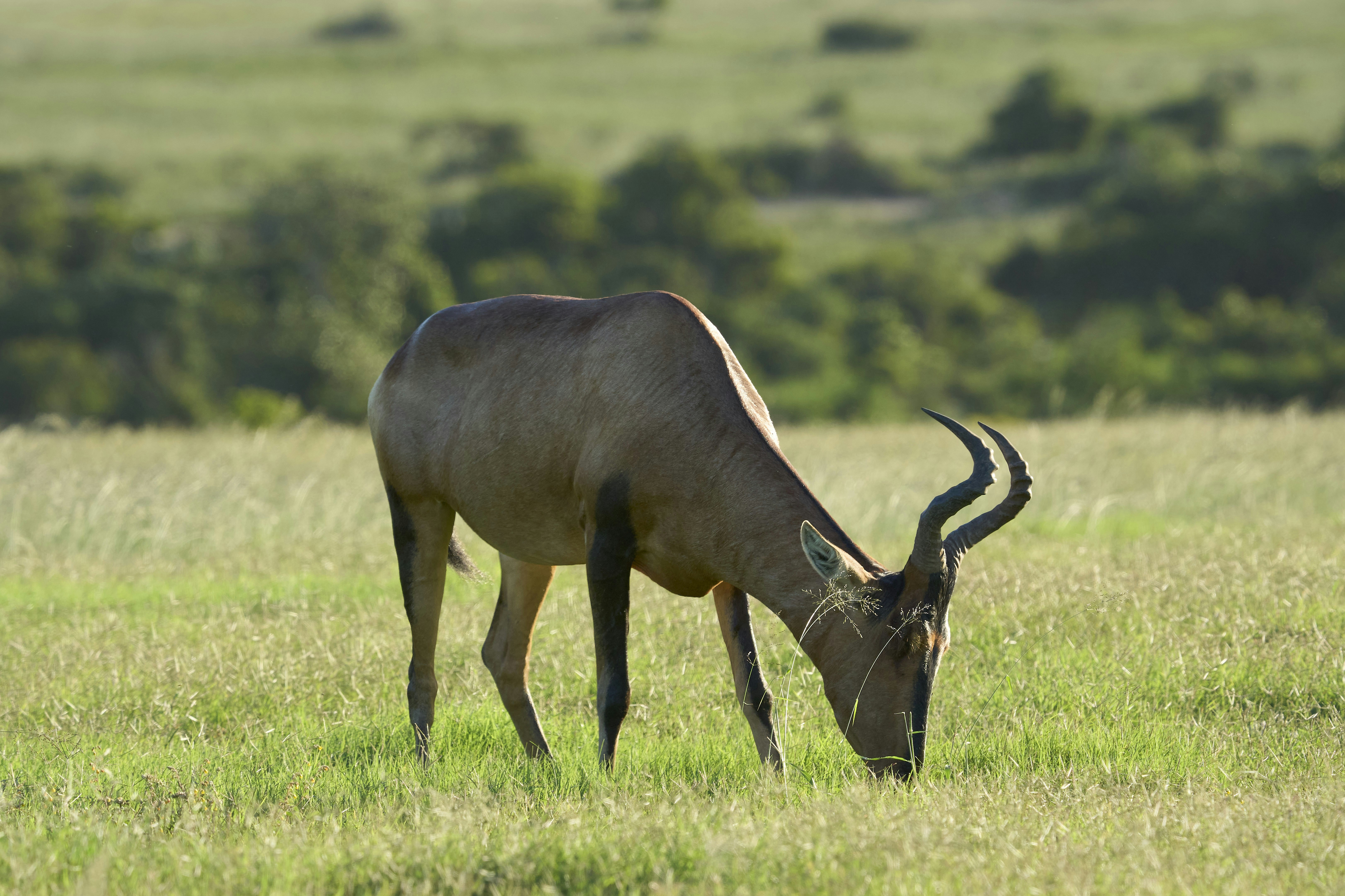 Horns to the Wind: A solitary gazelle-like antelope in sunlit savanna