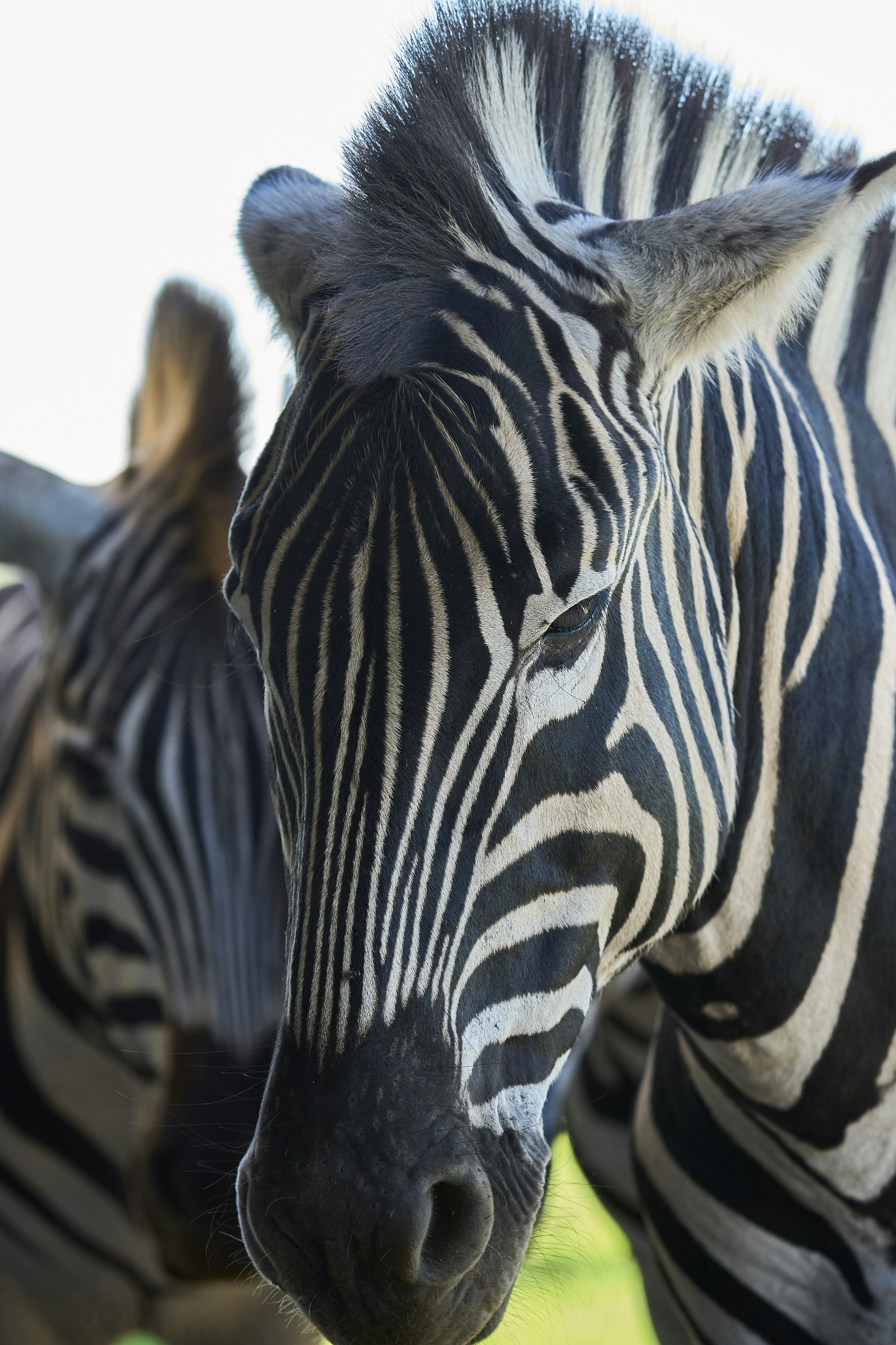Zebra in Focus: Stripes and Gaze in Morning Light