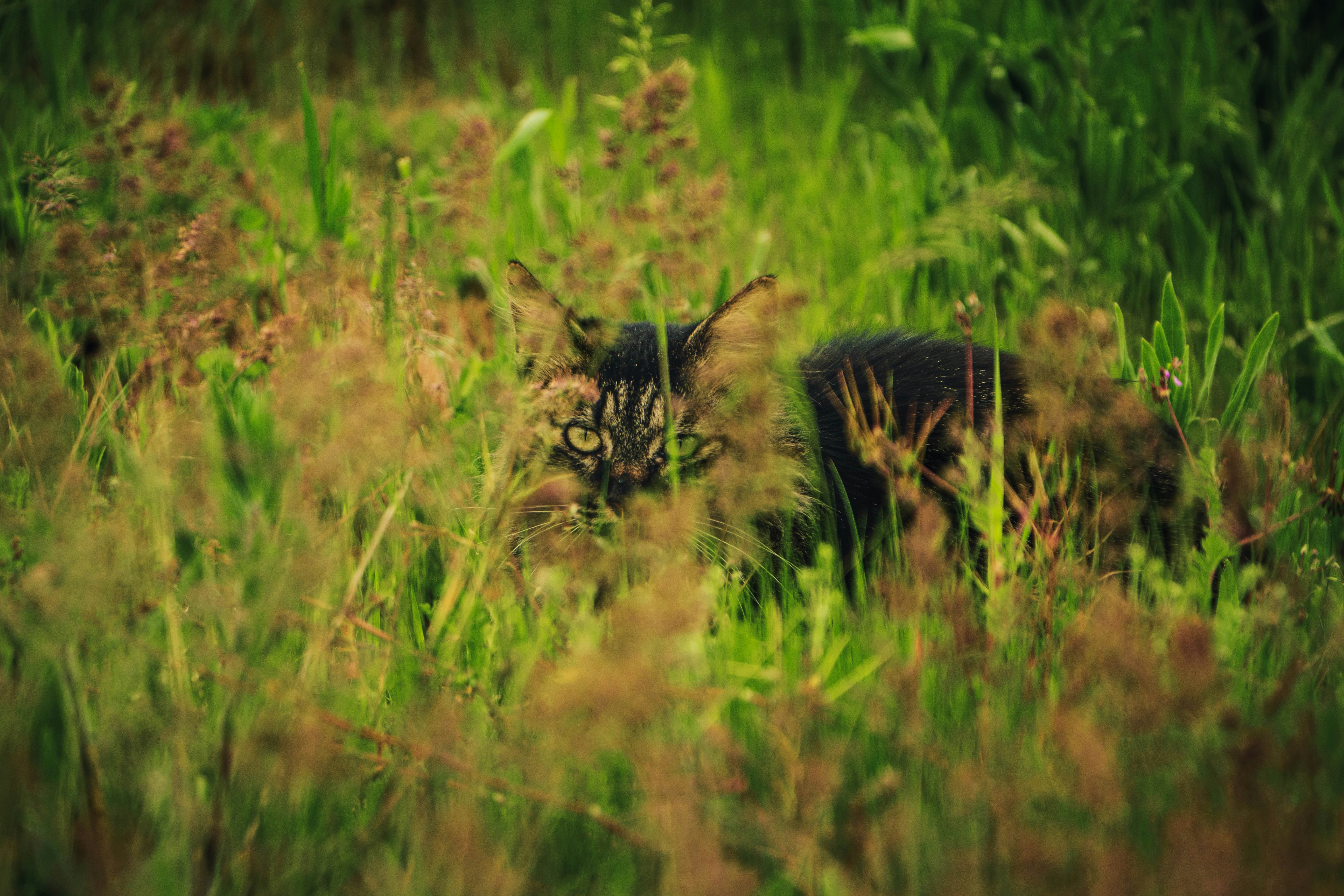 Hidden in the Meadow: A Cat's Watch Amid Tall Grass