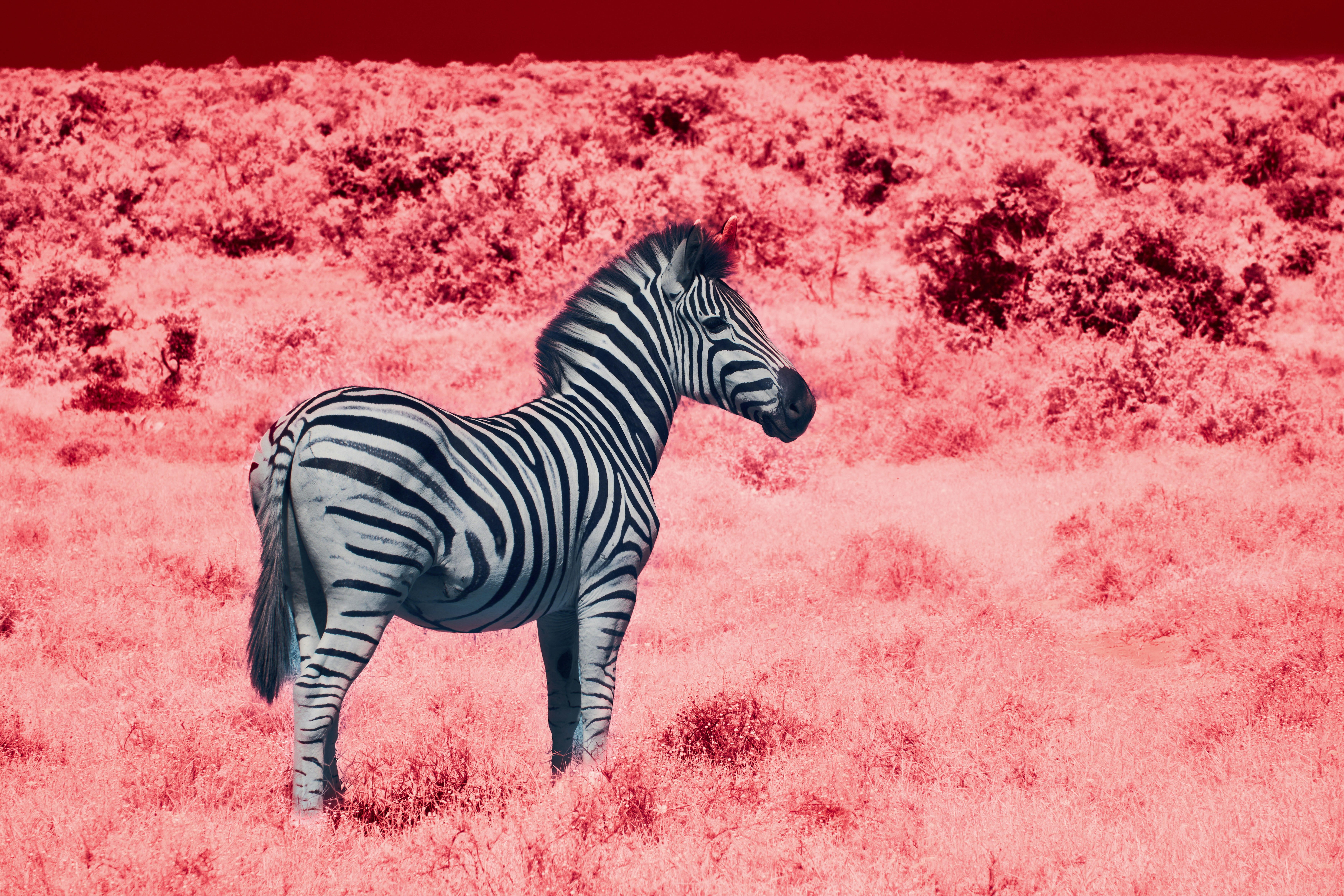 Zebra in a Red-tinged Savannah