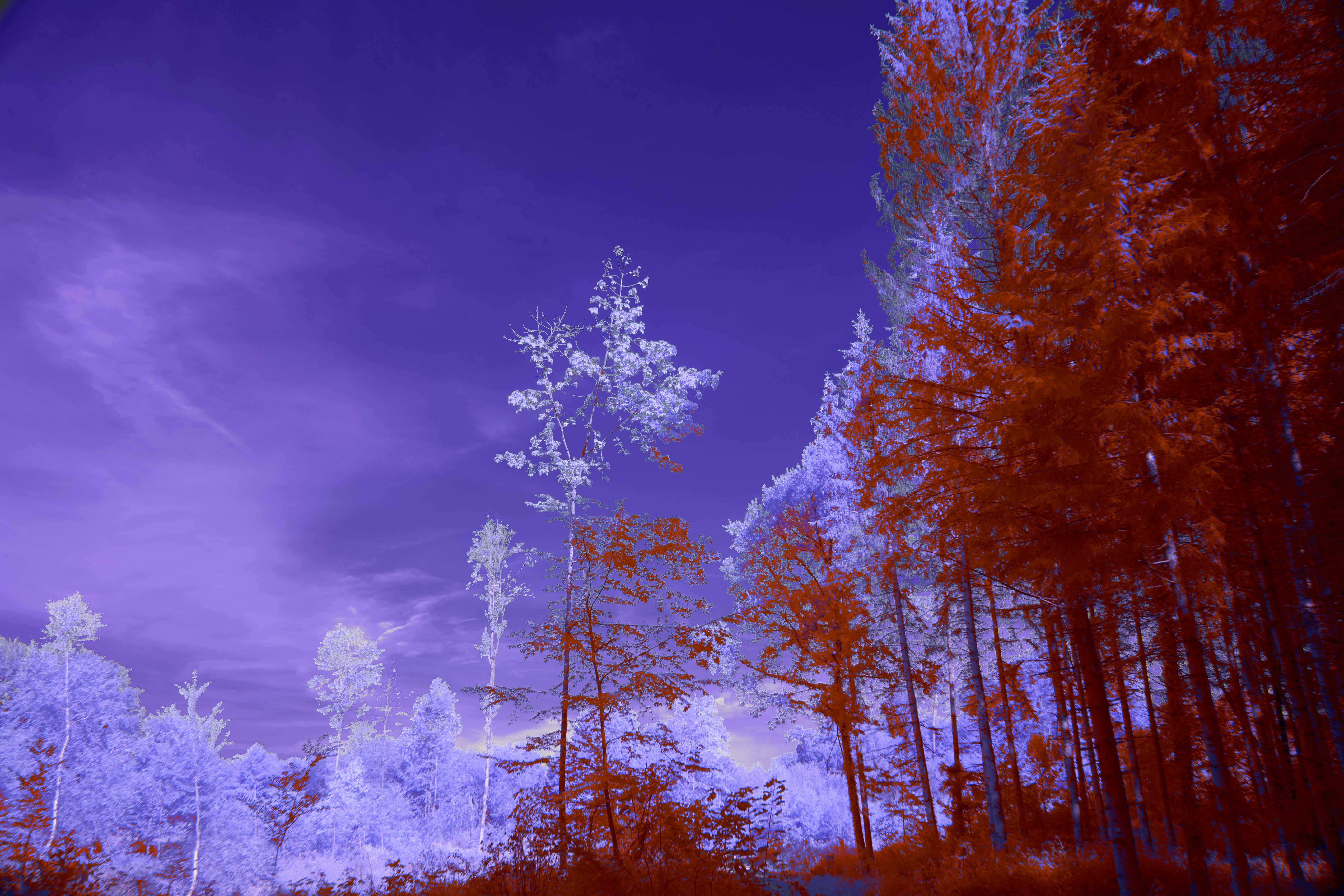 Infrared Forest: Twilight Pines in Surreal Hues