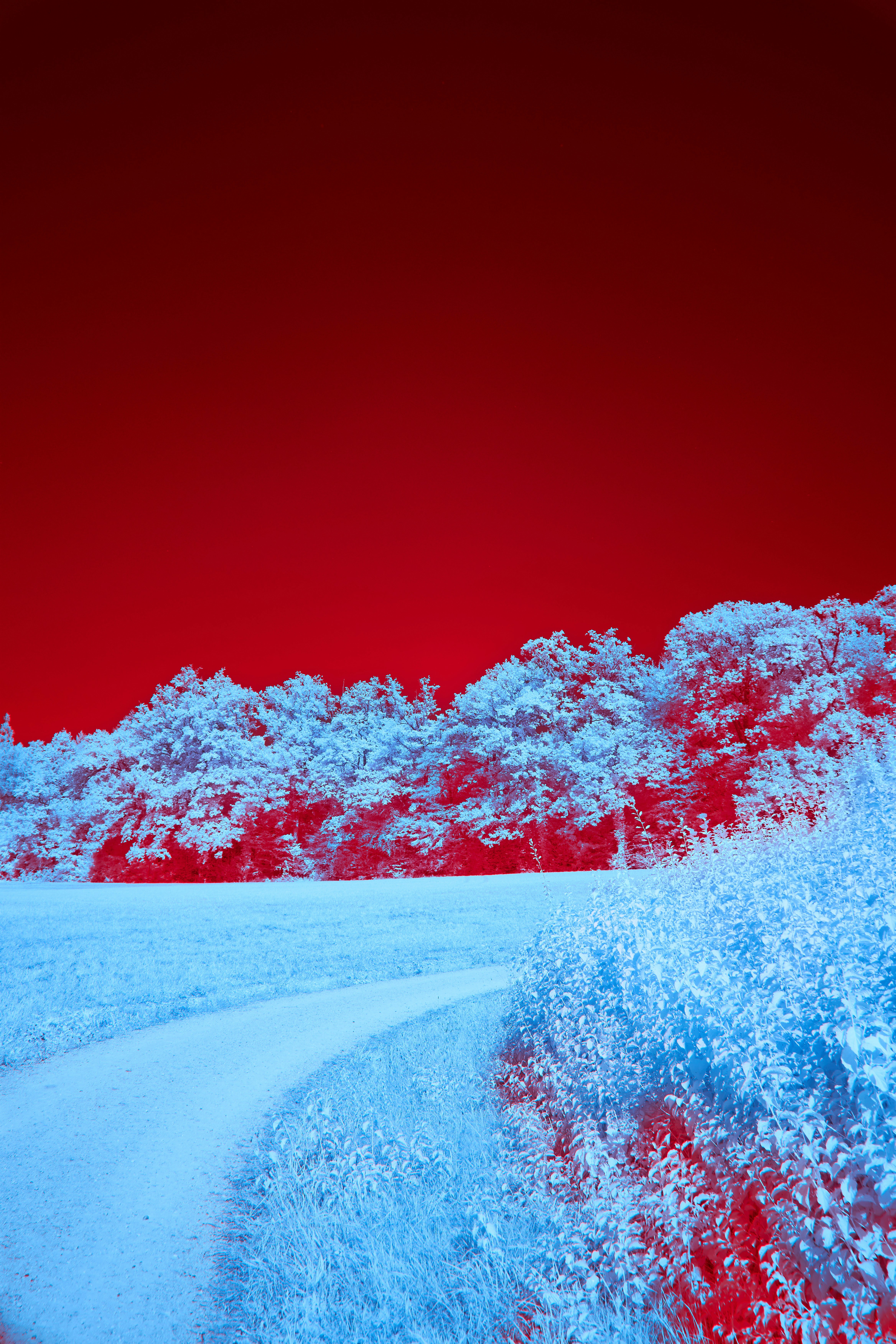 Crimson sky over blue-hued foliage: infrared woodland pathway