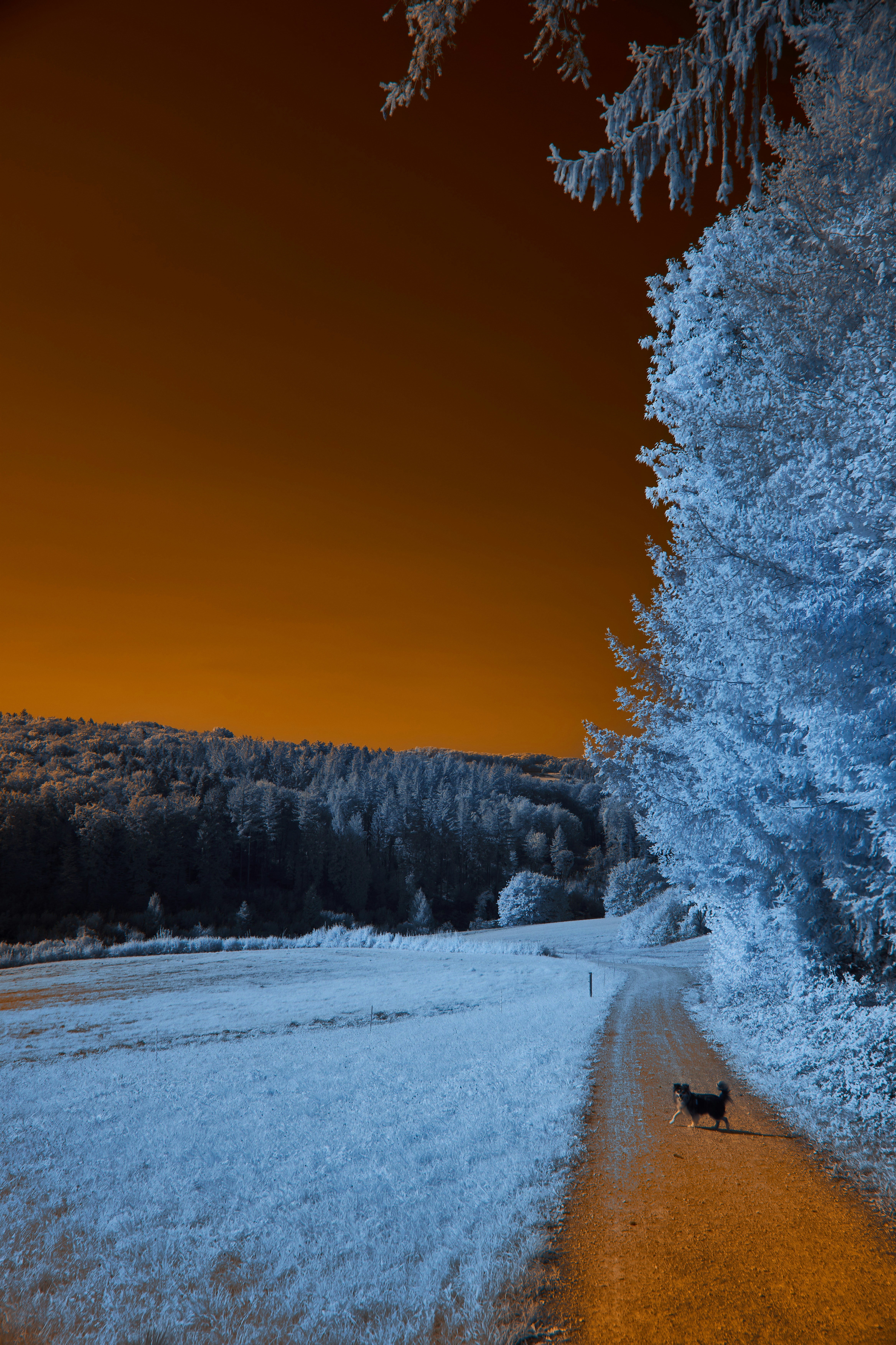 Crimson Sky Over Frosted Path with a Lone Dog